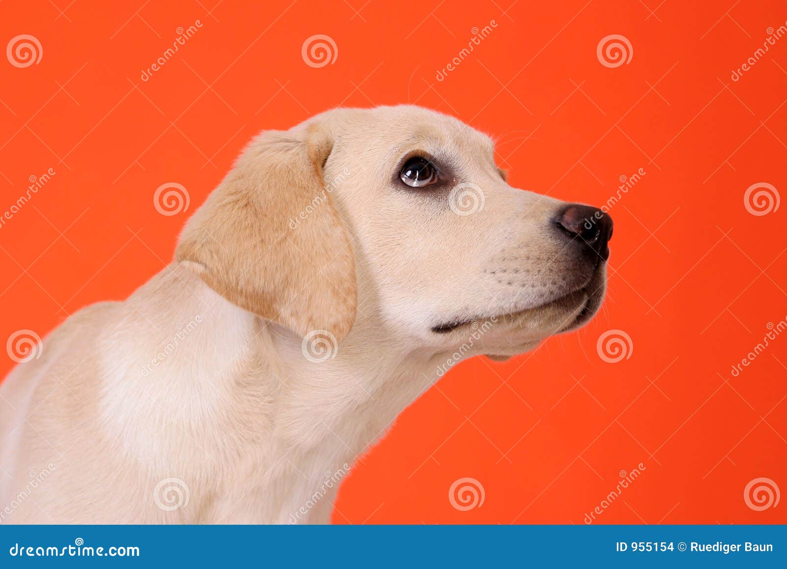 Little Labrador stock photo. Image of hound, cuddly, nose - 955154
