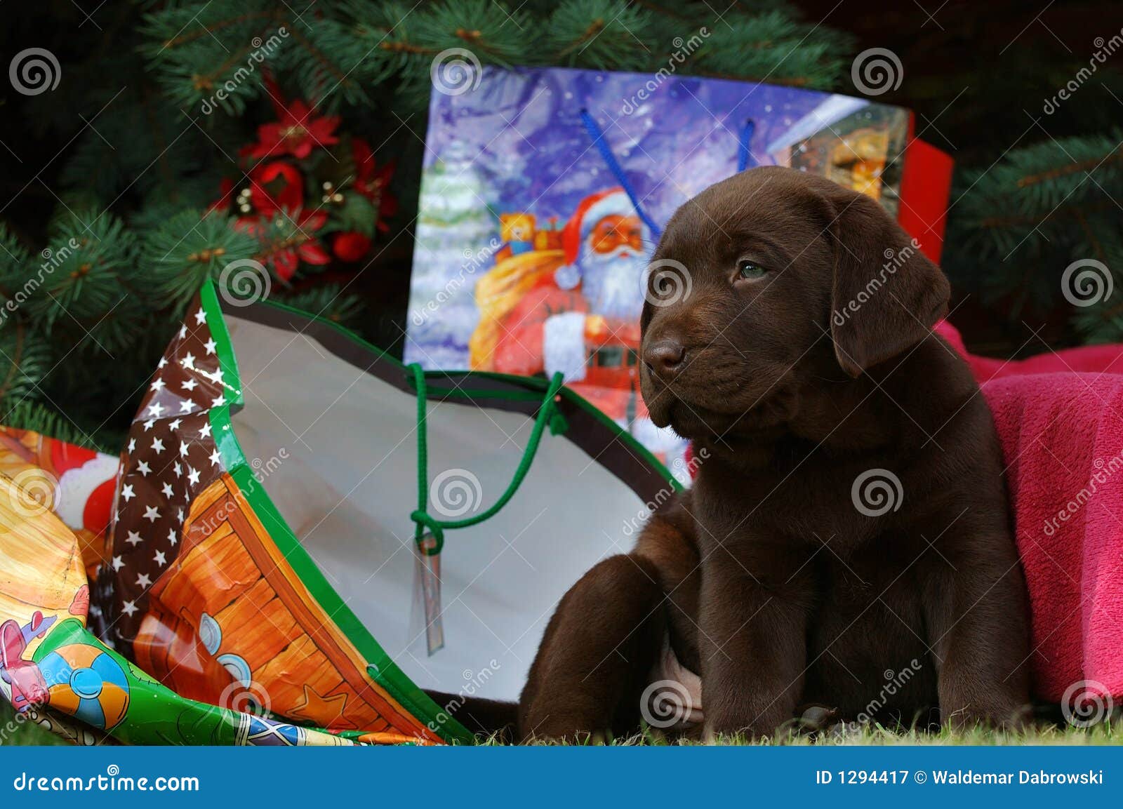 Little Labrador at Christmas Stock Image - Image of brown, gift: 1294417
