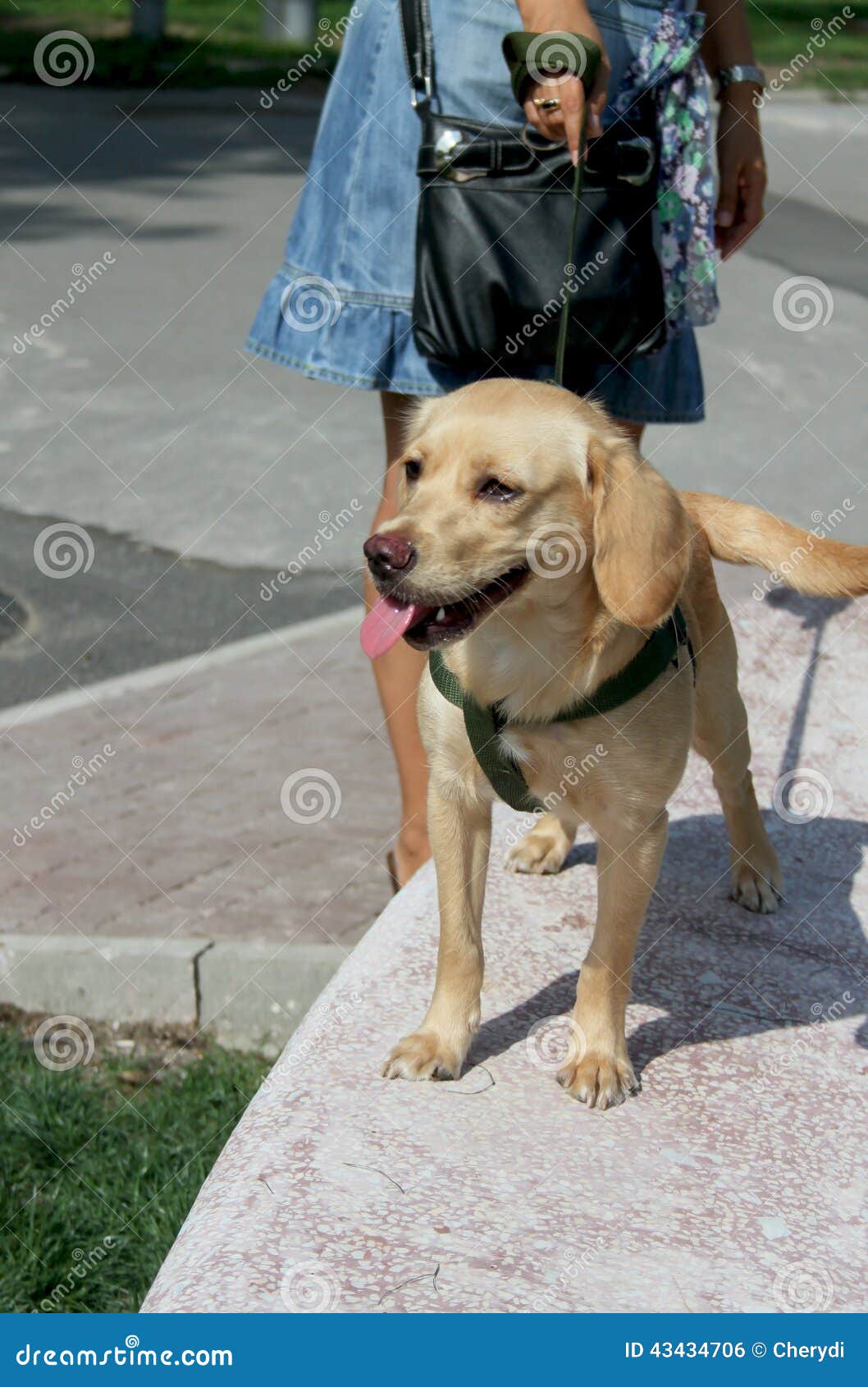 Little labrador stock photo. Image of brown, friendship - 43434706