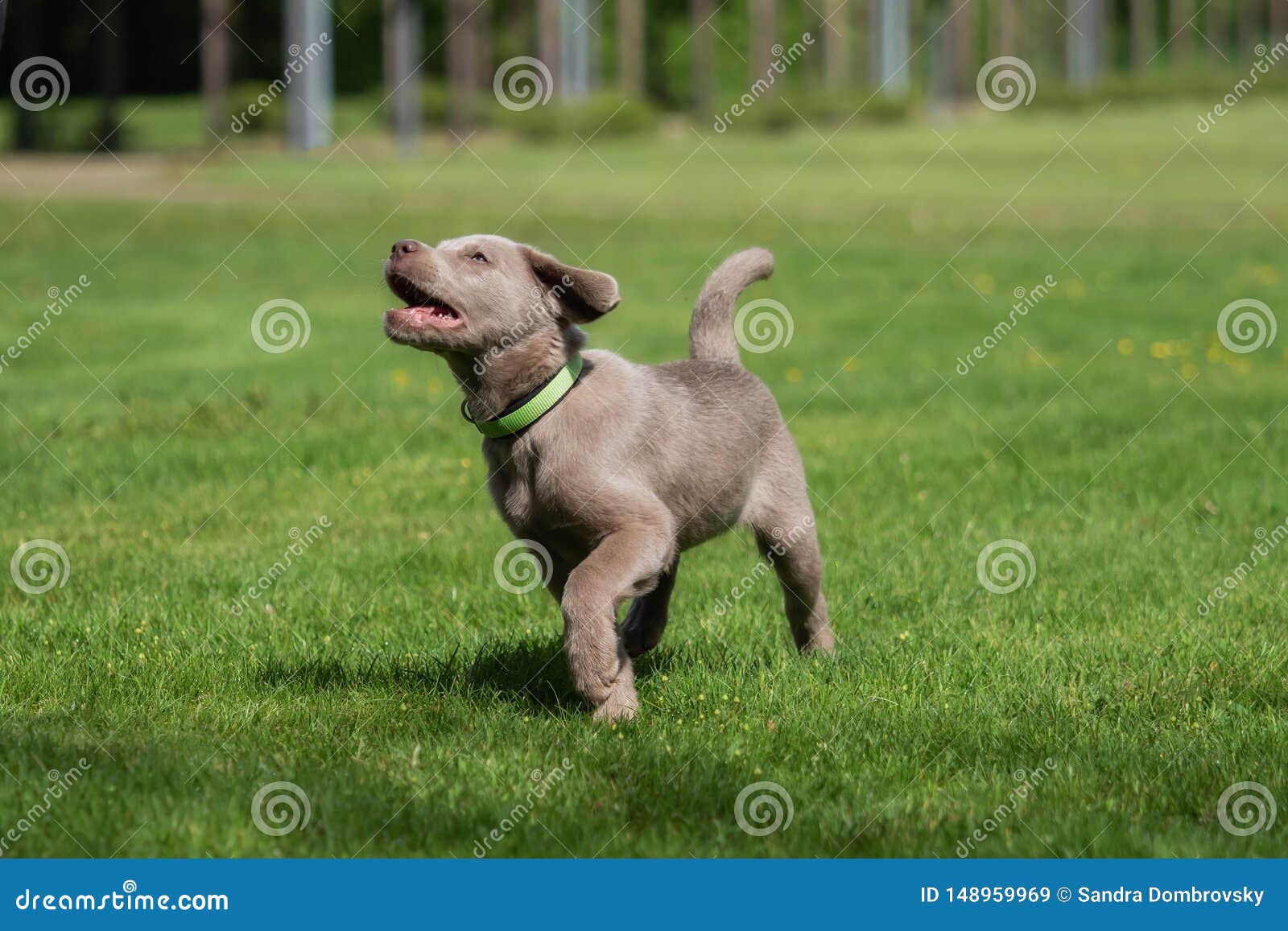 A Little Labrador Puppy is Playing Outside Stock Image - Image of breed ...
