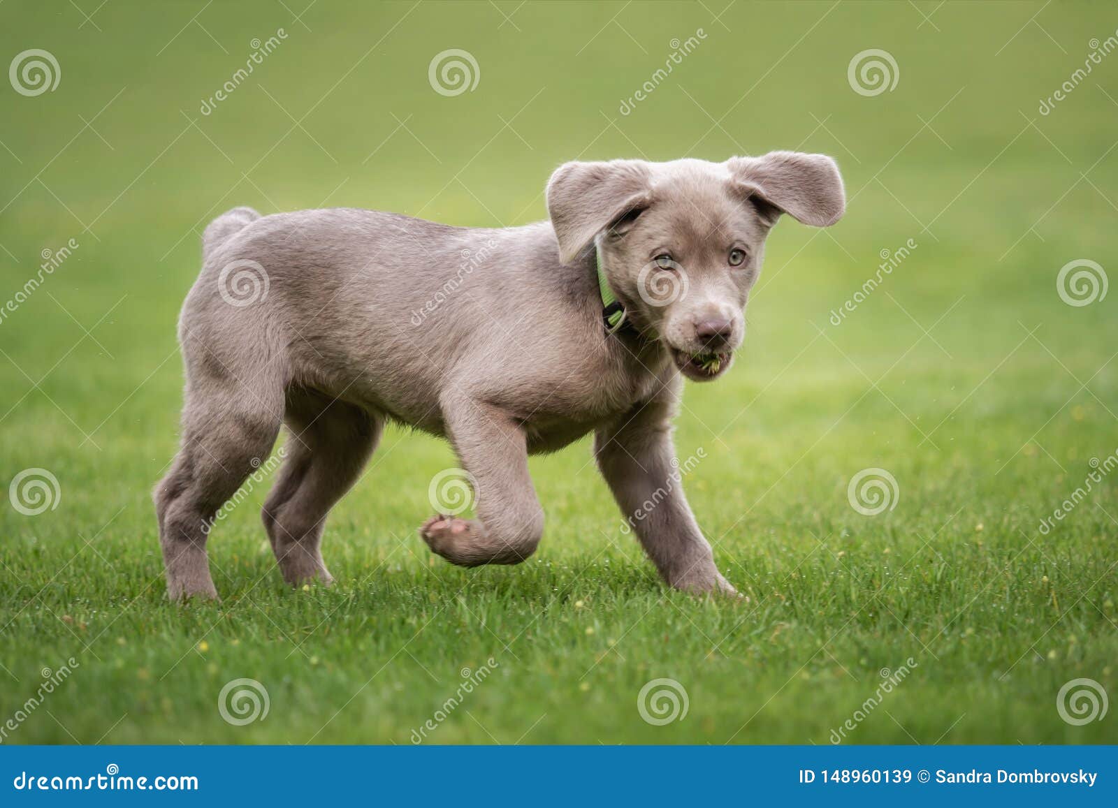 A Little Labrador Puppy is Playing Outside Stock Image - Image of ...