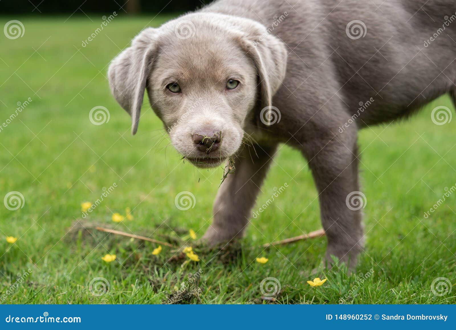 A Little Labrador Puppy is Playing Outside Stock Photo - Image of ...