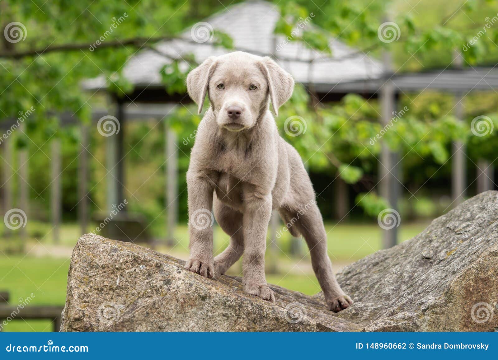 A Little Labrador Puppy is Playing Outside Stock Photo - Image of ...
