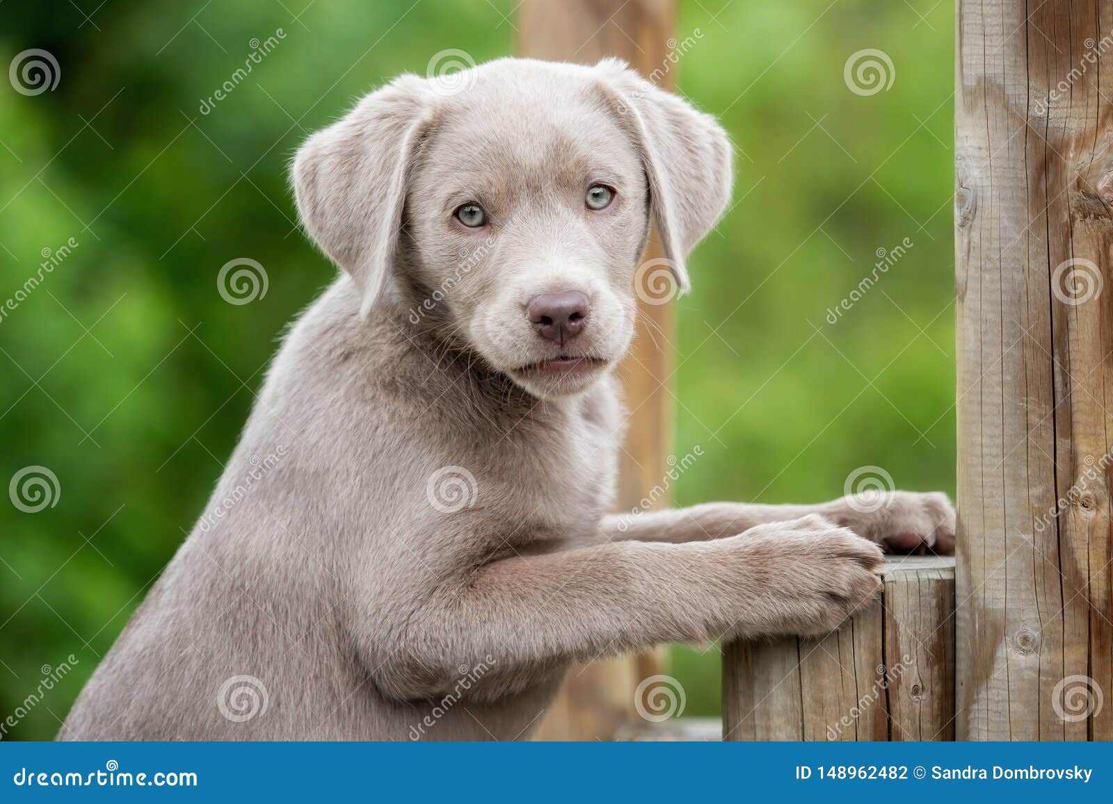 A Little Labrador Puppy is Playing Outside Stock Photo - Image of ...