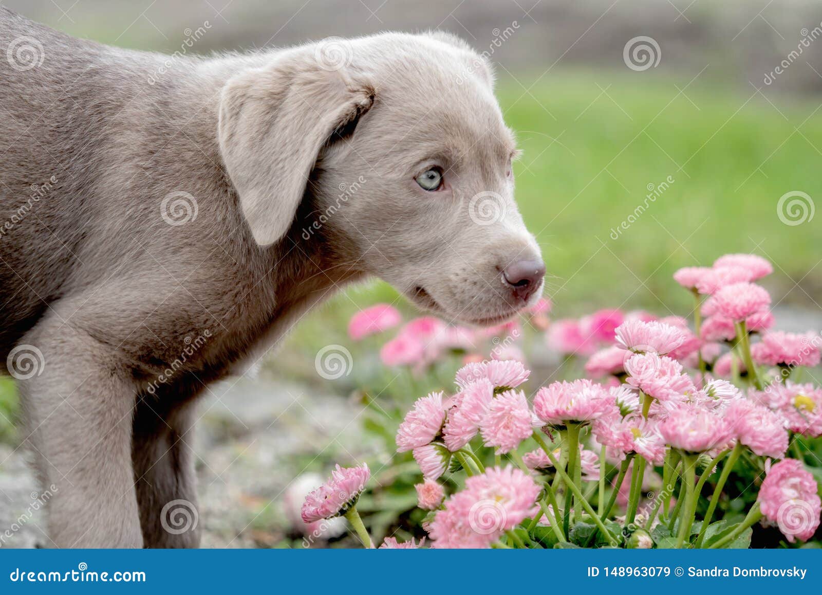 A Little Labrador Puppy is Playing Outside Stock Image - Image of ...