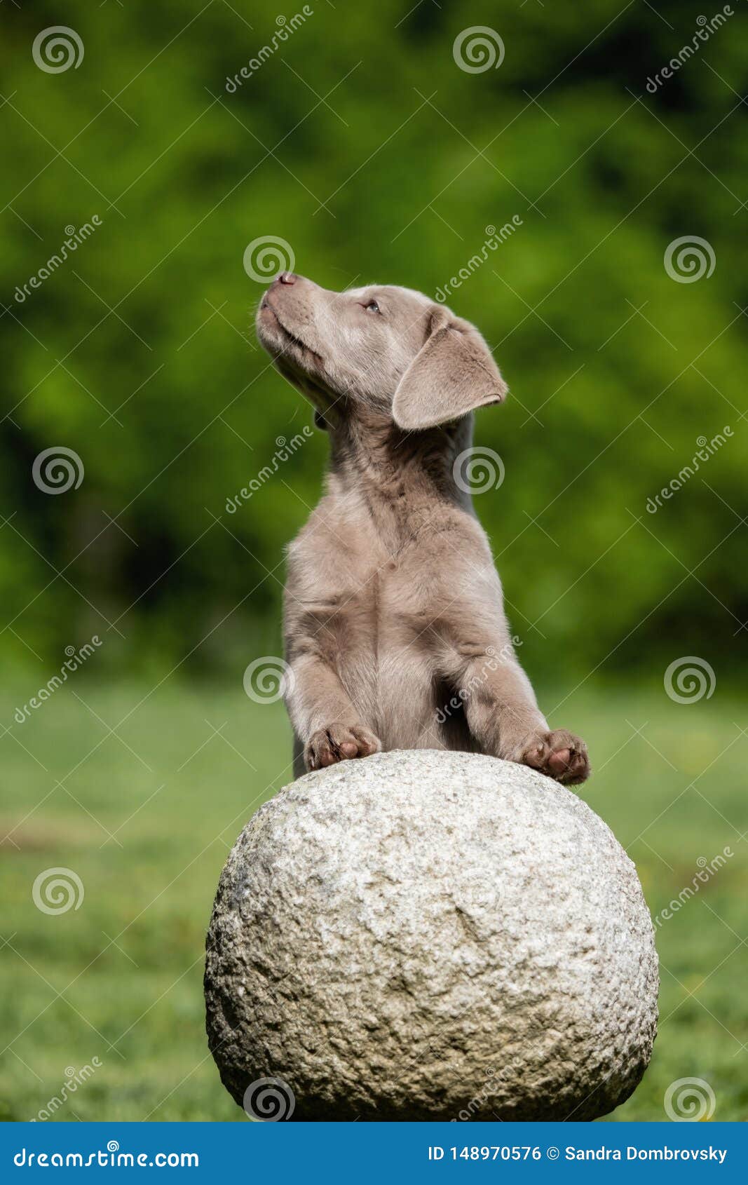 A Little Labrador Puppy is Playing Outside Stock Photo - Image of ...