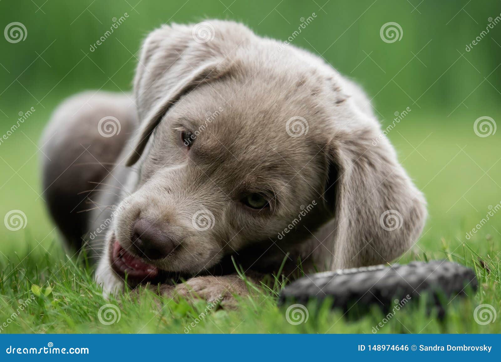 A Little Labrador Puppy is Playing Outside Stock Photo - Image of ...