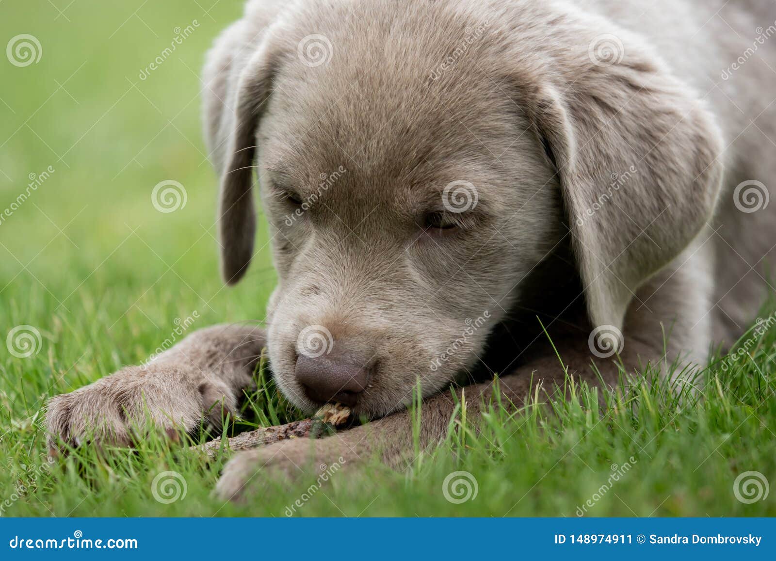 A Little Labrador Puppy is Playing Outside Stock Image - Image of ...