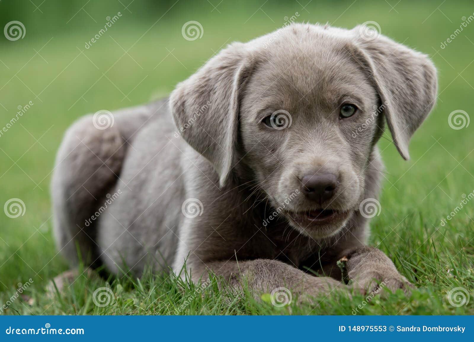 A Little Labrador Puppy is Playing Outside Stock Image - Image of cute ...