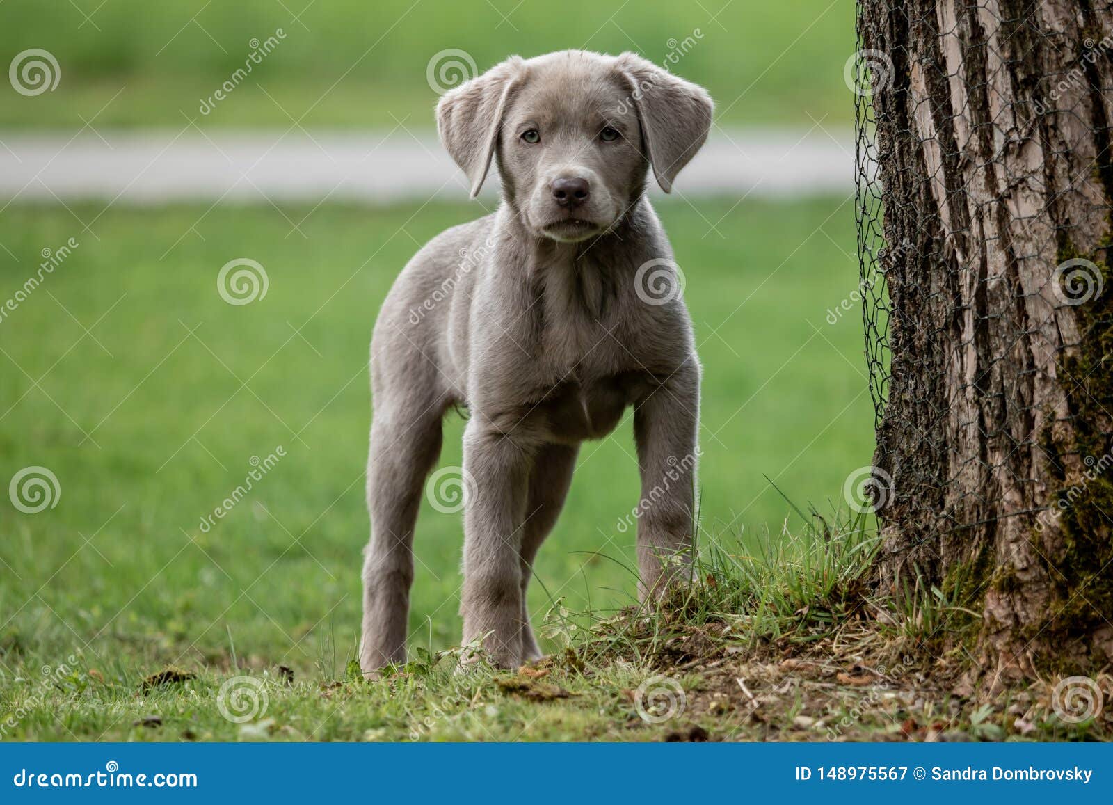 A Little Labrador Puppy is Playing Outside Stock Image - Image of ...