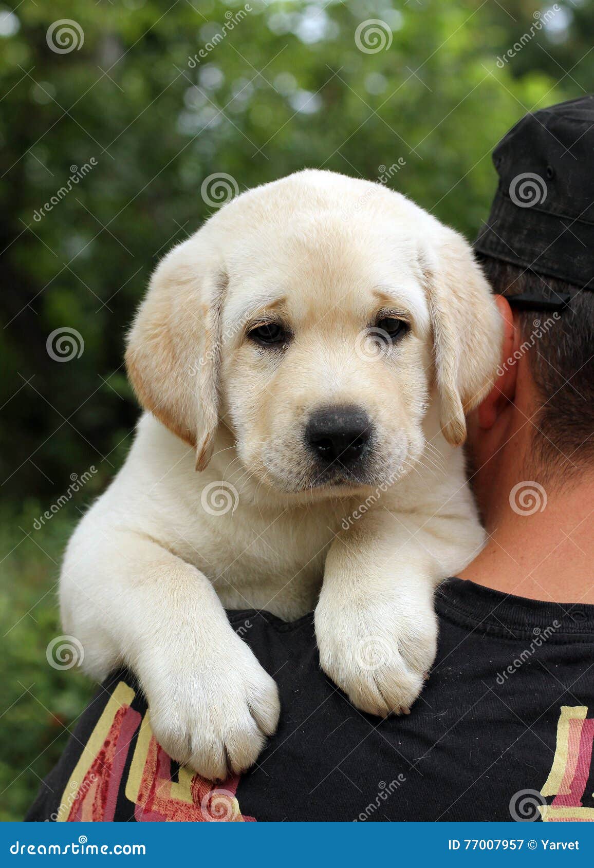 Little Labrador Puppy on a Shoulder Stock Image - Image of table ...