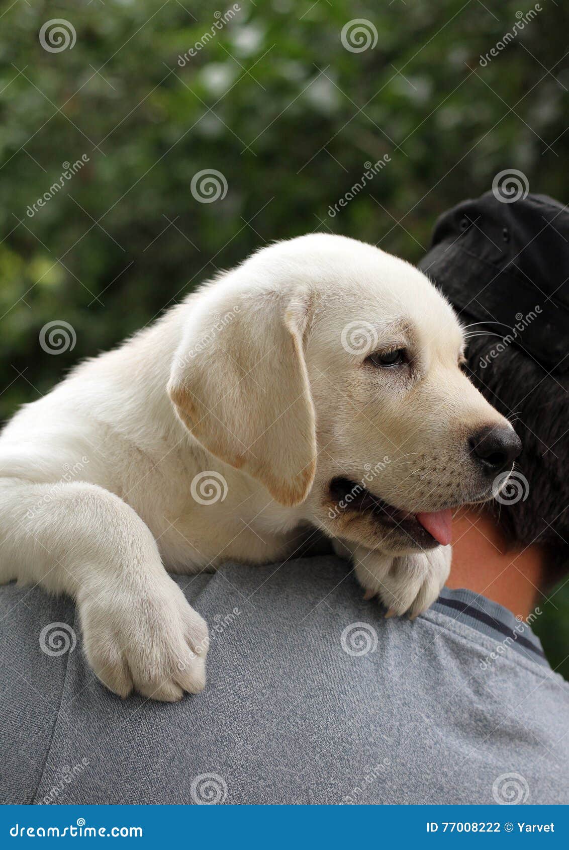 The Little Labrador Puppy on a Shoulder Stock Photo - Image of table ...