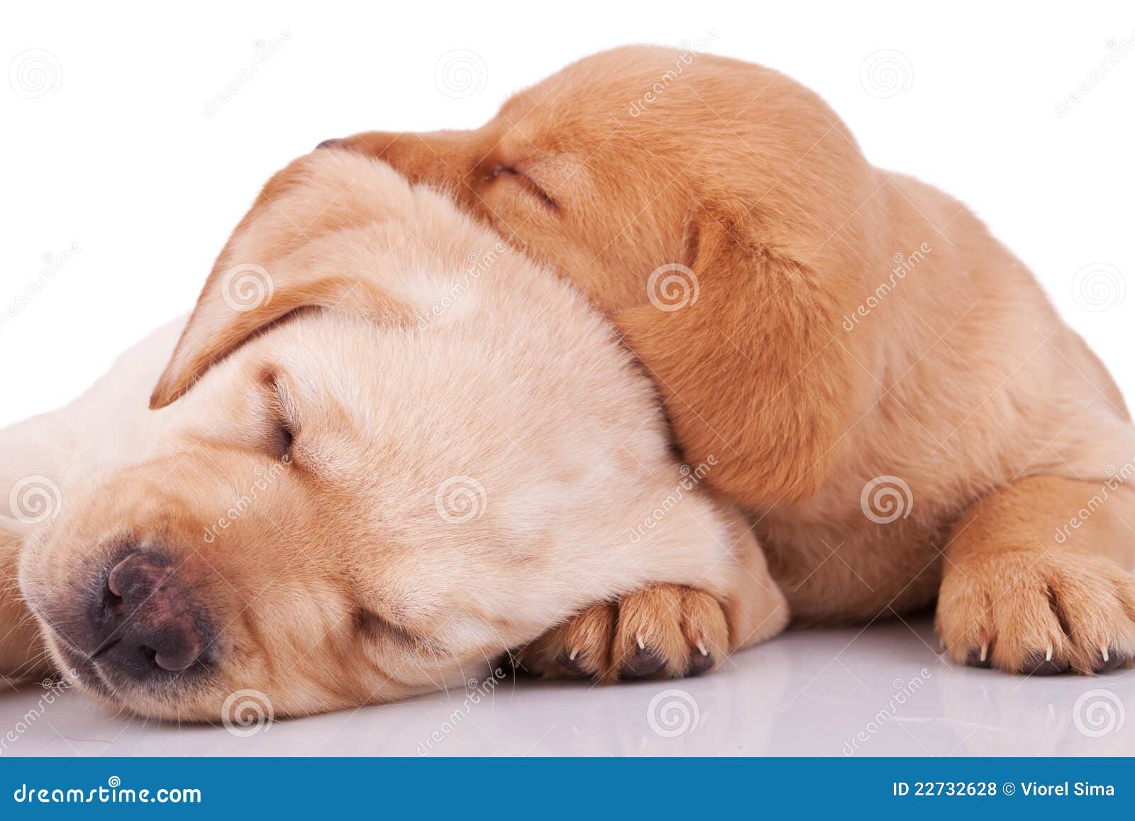 Little Labrador Retrievers Sleeping Stock Photo - Image of collar ...