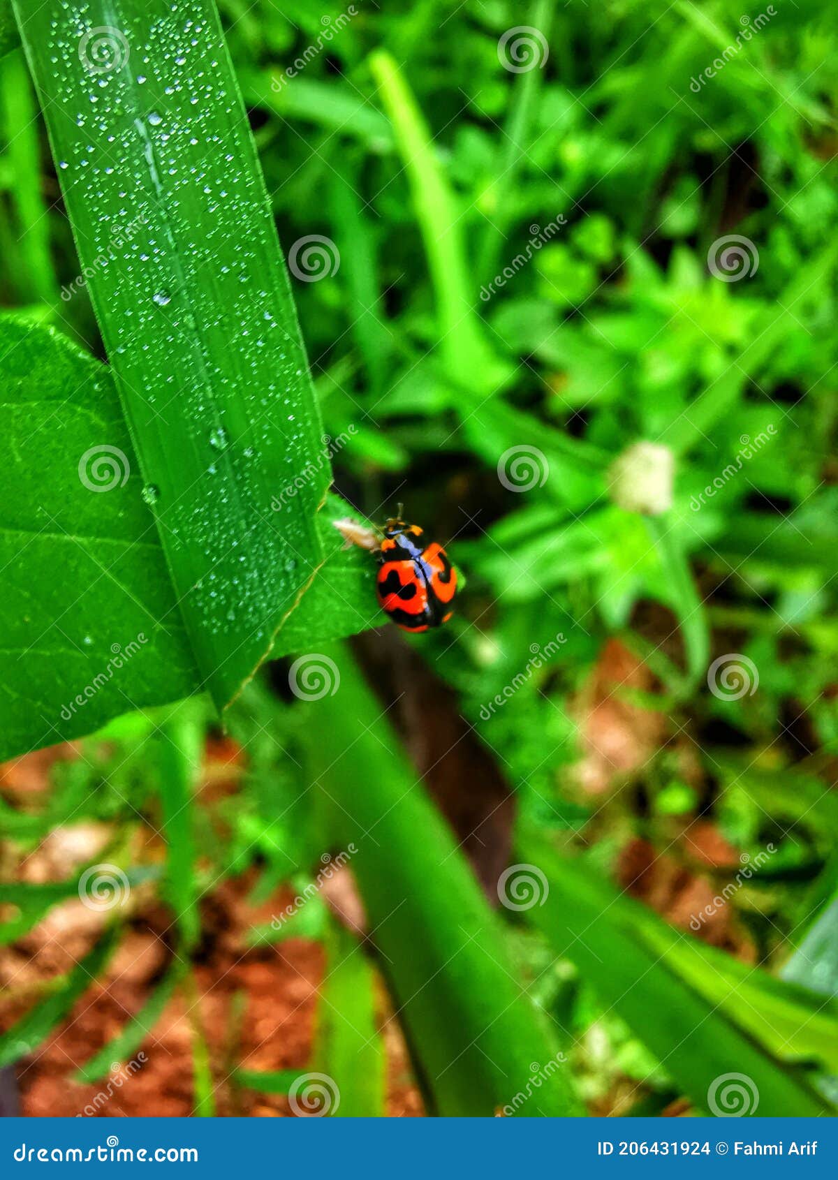 Little lady bug stock photo. Image of insect, little - 206431924