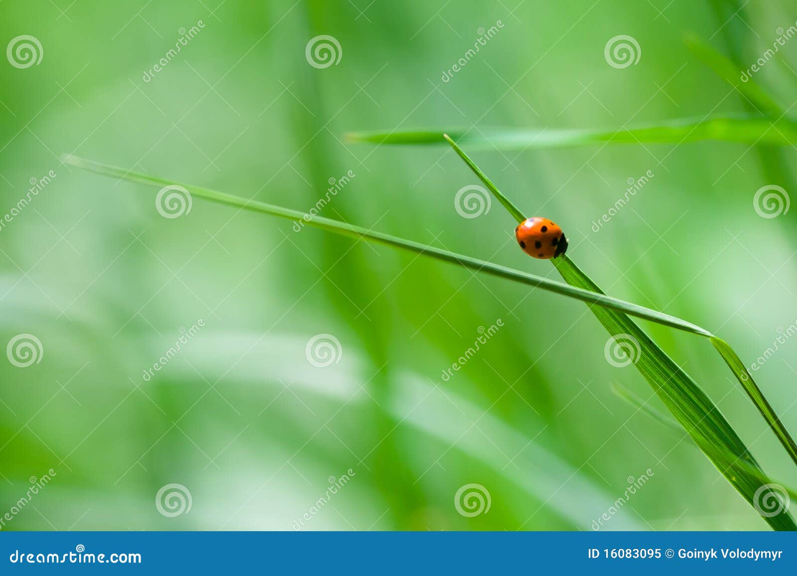 Little ladybug stock image. Image of clear, lawn, organic - 16083095