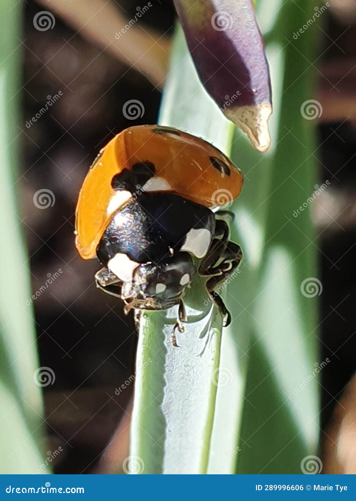 Little ladybug close up stock photo. Image of ladybug - 289996606