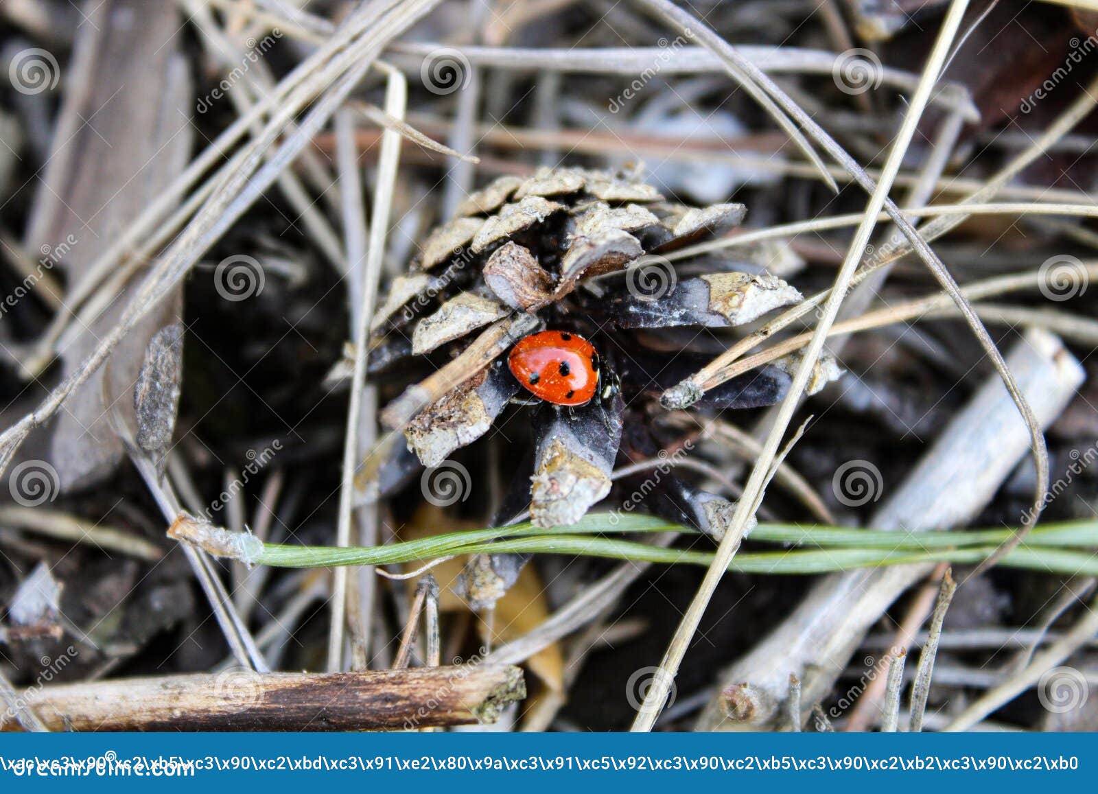 Little Ladybug in the Forest on a Pine Cone Stock Image - Image of ...