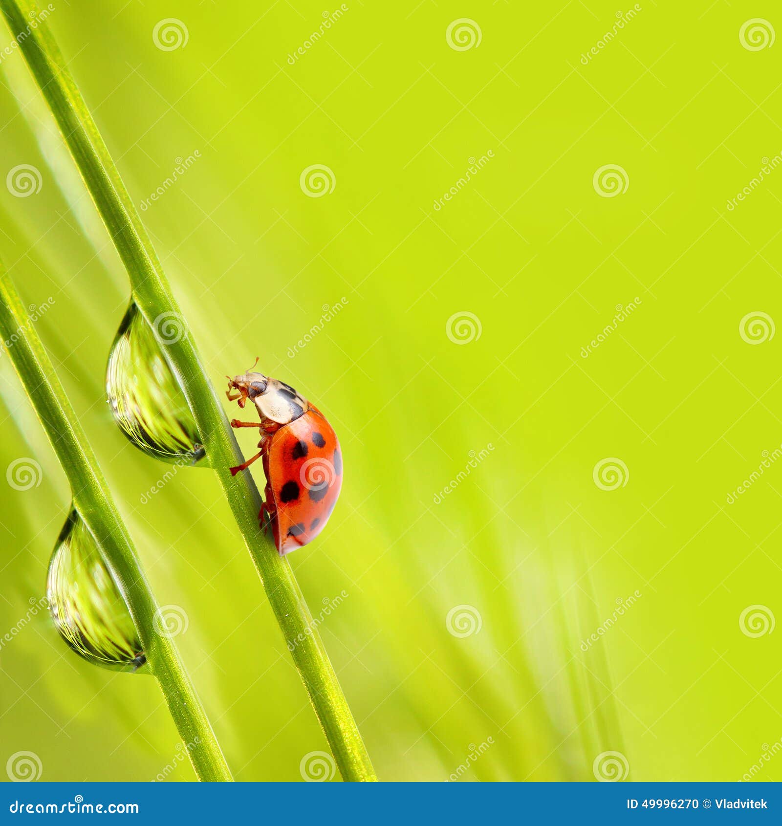 Little Ladybug In Pupa Stage Attached To A Leaf Royalty-Free Stock ...