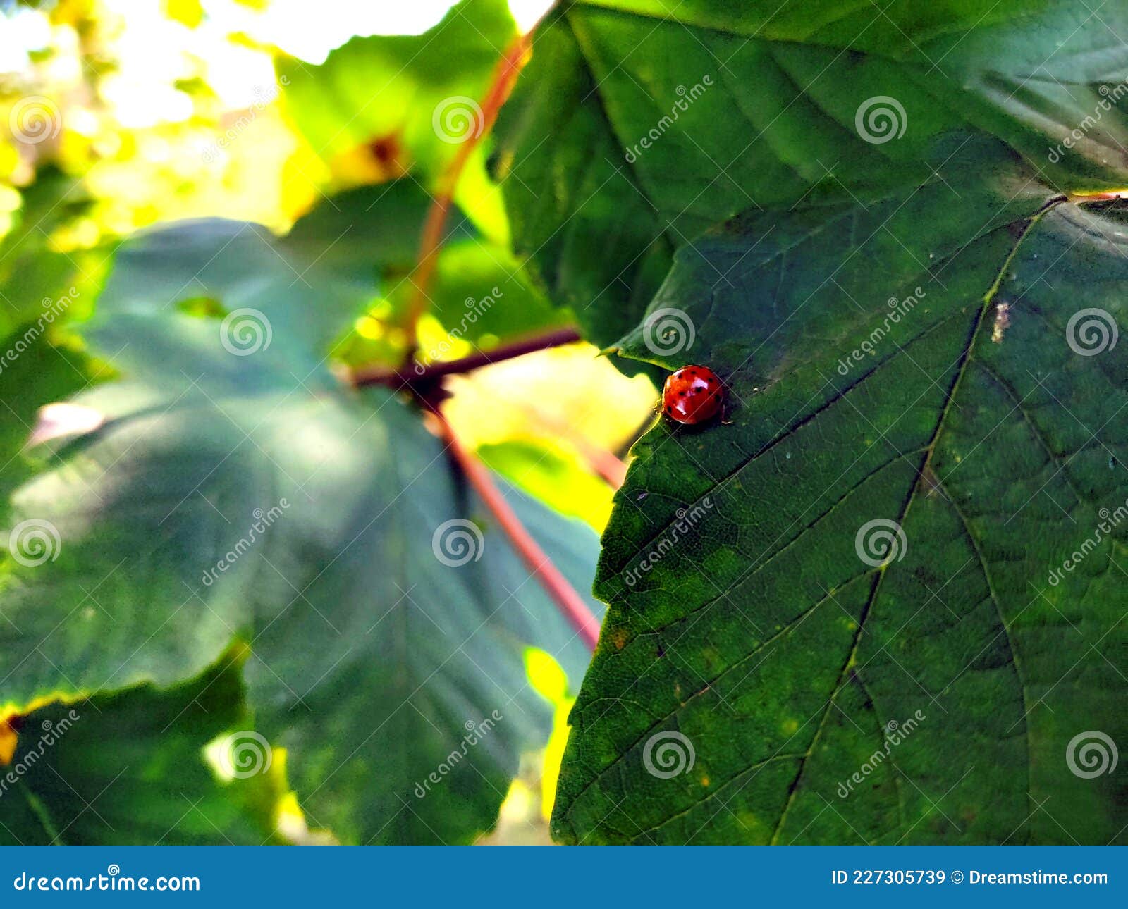Ladybug On A Leaf Stock Photography | CartoonDealer.com #210659042