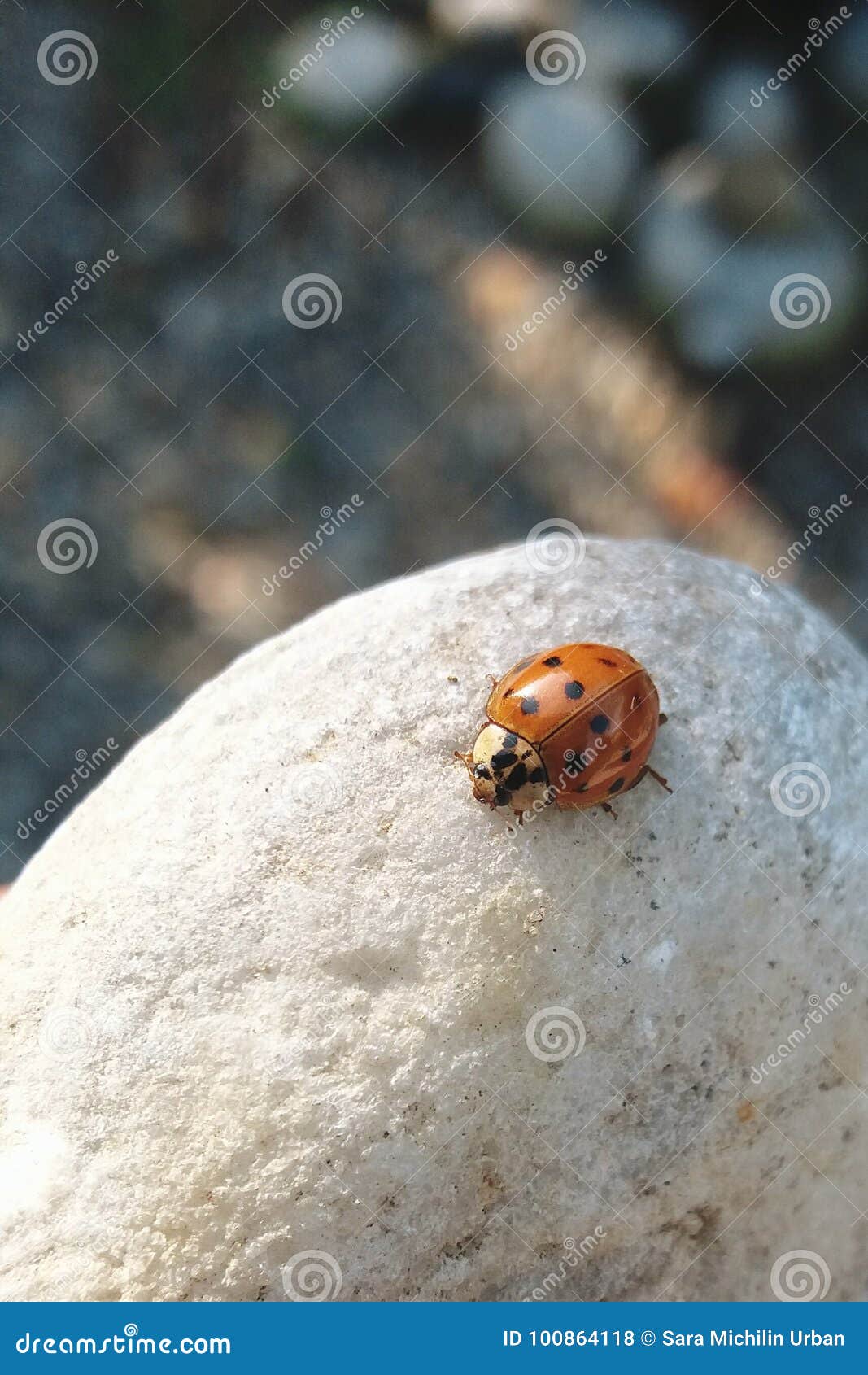 Little ladybug stock photo. Image of ladybug, luck, animal - 100864118