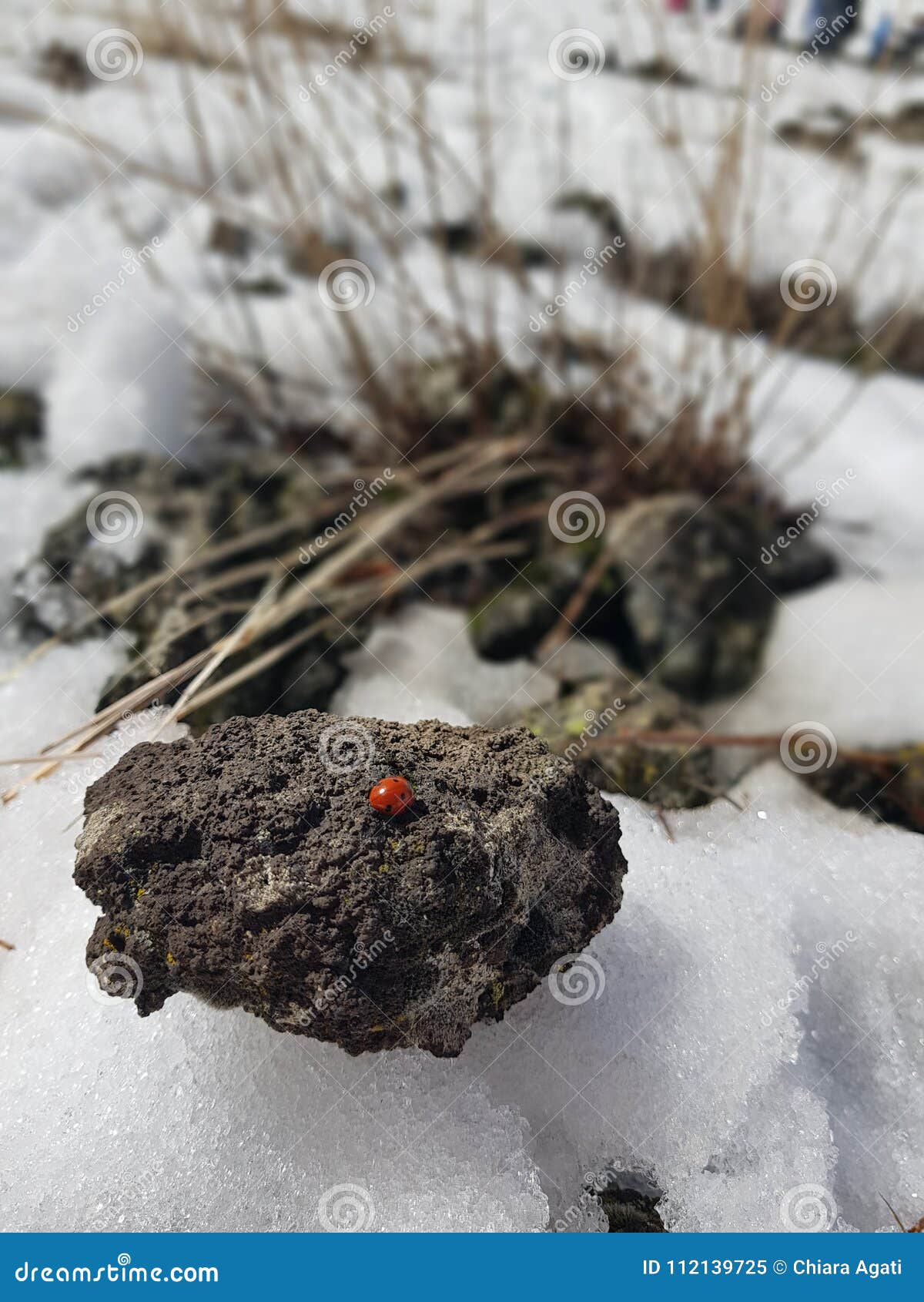 Little ladybug stock image. Image of etna, little, winter - 112139725