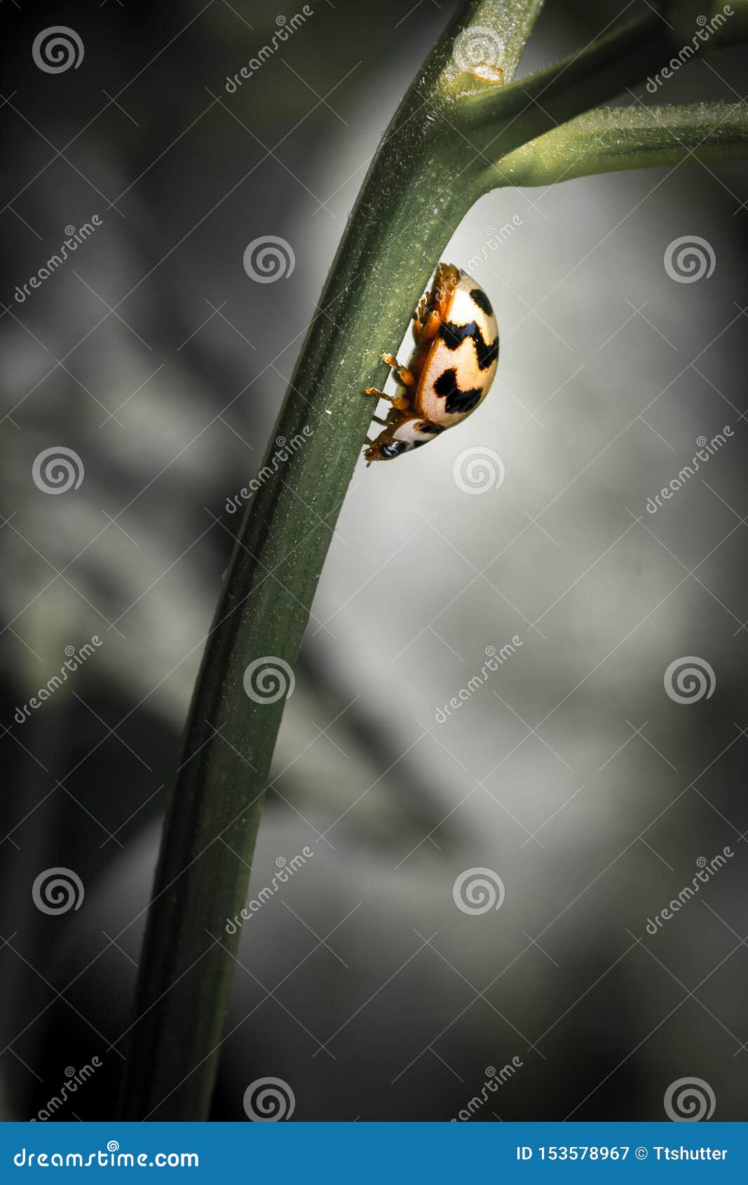 Little ladybug stock image. Image of jungle, environment - 153578967