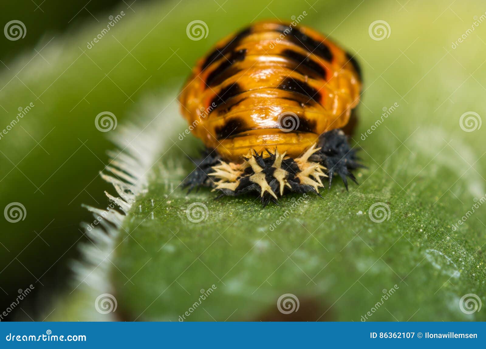 Ladybug Pupa With Exoskeleton Still Attached. Royalty-Free Stock Image ...