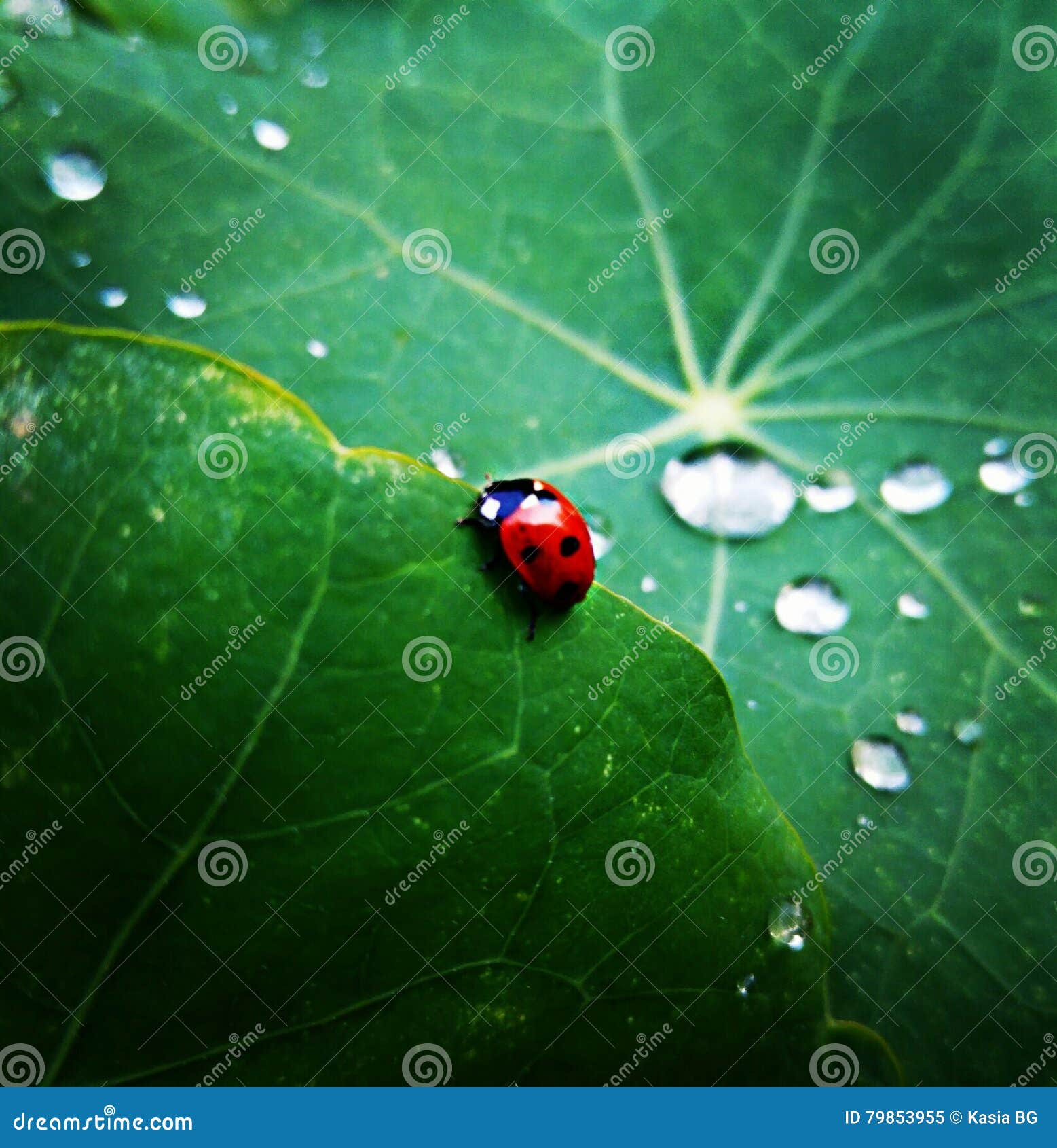 Little ladybug stock image. Image of drops, details, insects - 79853955