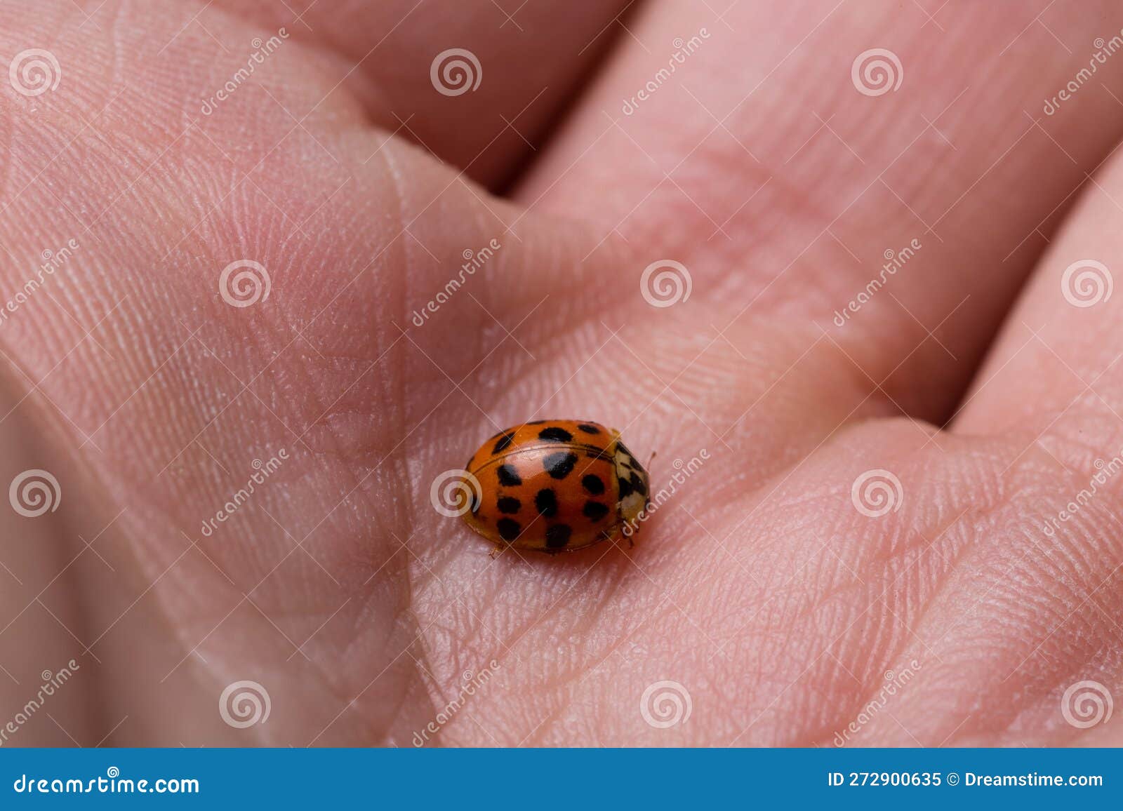 A Ladybug Sits on the Palm of a Hand Stock Image - Image of lady ...