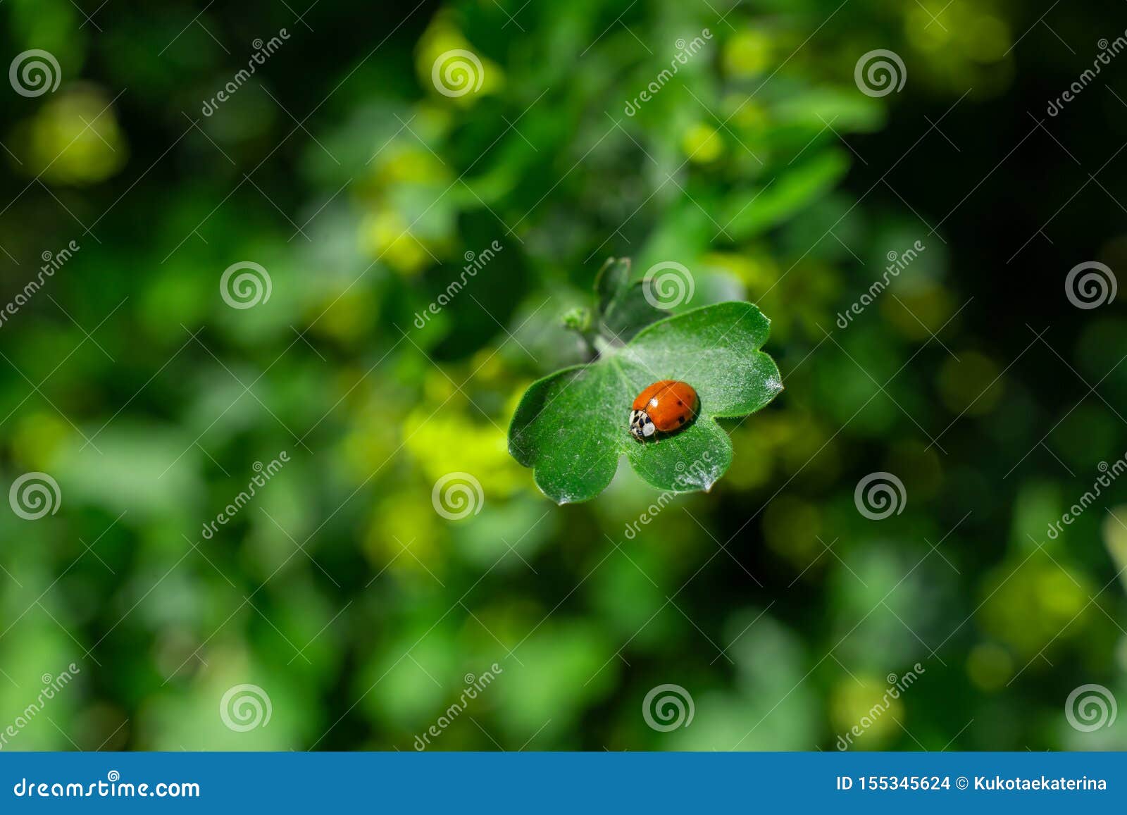 Little Ladybug Sitting on a Green Leaf in the Garden Stock Photo ...