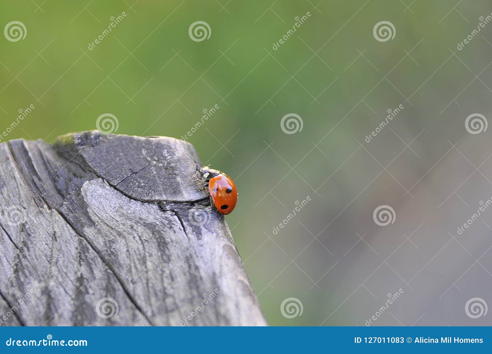 Little ladybug on a tree stock image. Image of rock - 127011083