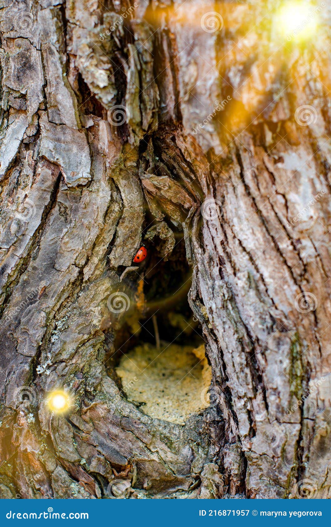 Little Ladybug on a Tree Bark Stock Image - Image of outdoors, sunny ...