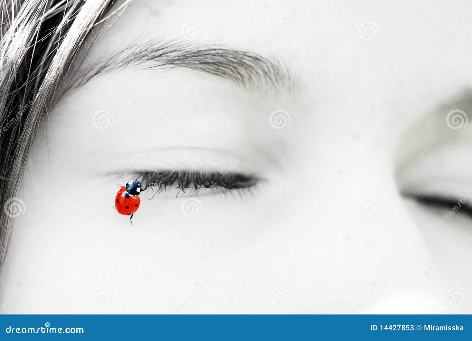 Little Ladybug, Which Sit on the Lashes Girl Stock Image - Image of ...