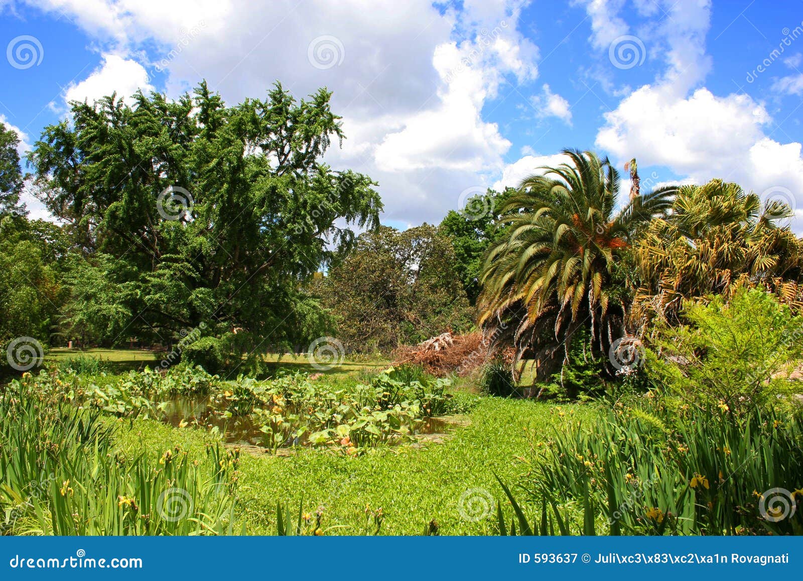 Little Lagoon with Aquatics Plants Stock Image - Image of trees ...