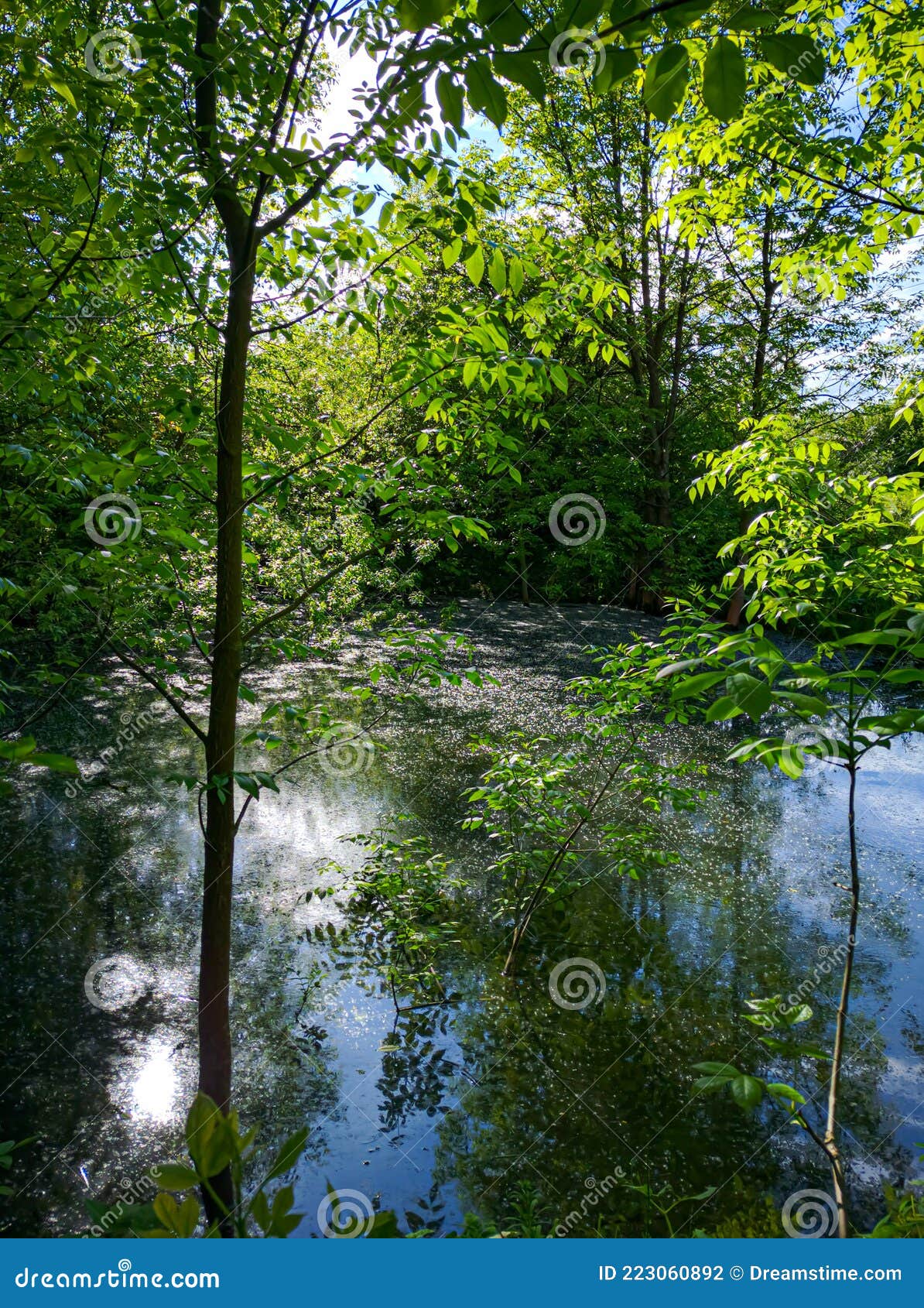 Little Lake stock photo. Image of little, green, lake - 223060892