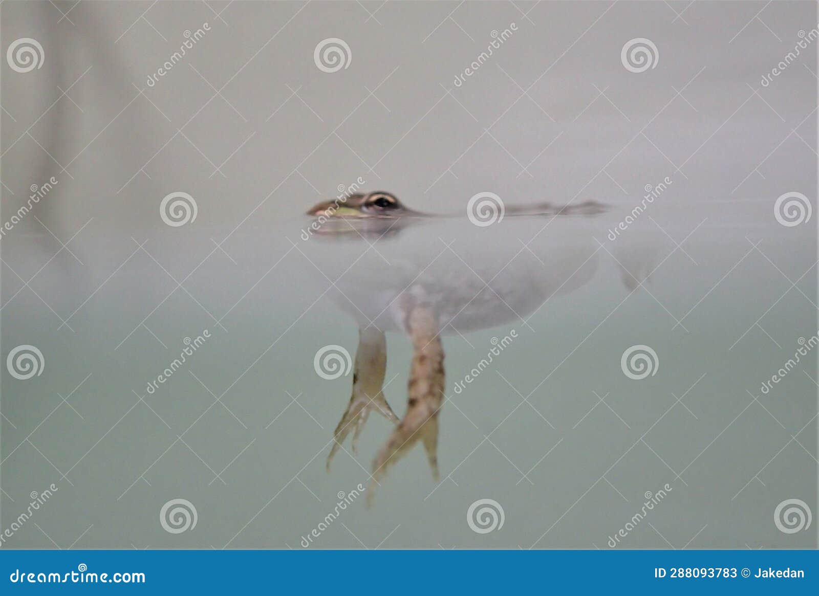 Little Lake Frog in the Water Stock Image - Image of lake, frog: 288093783