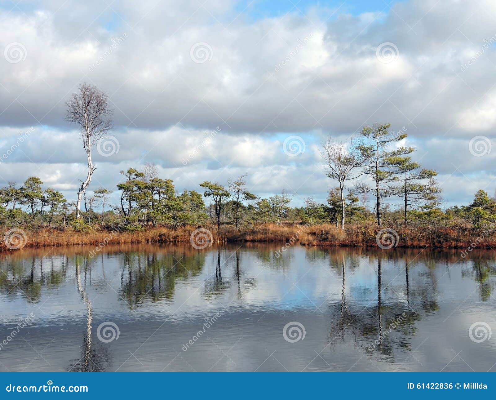 Little lake in moor stock photo. Image of trees, water - 61422836