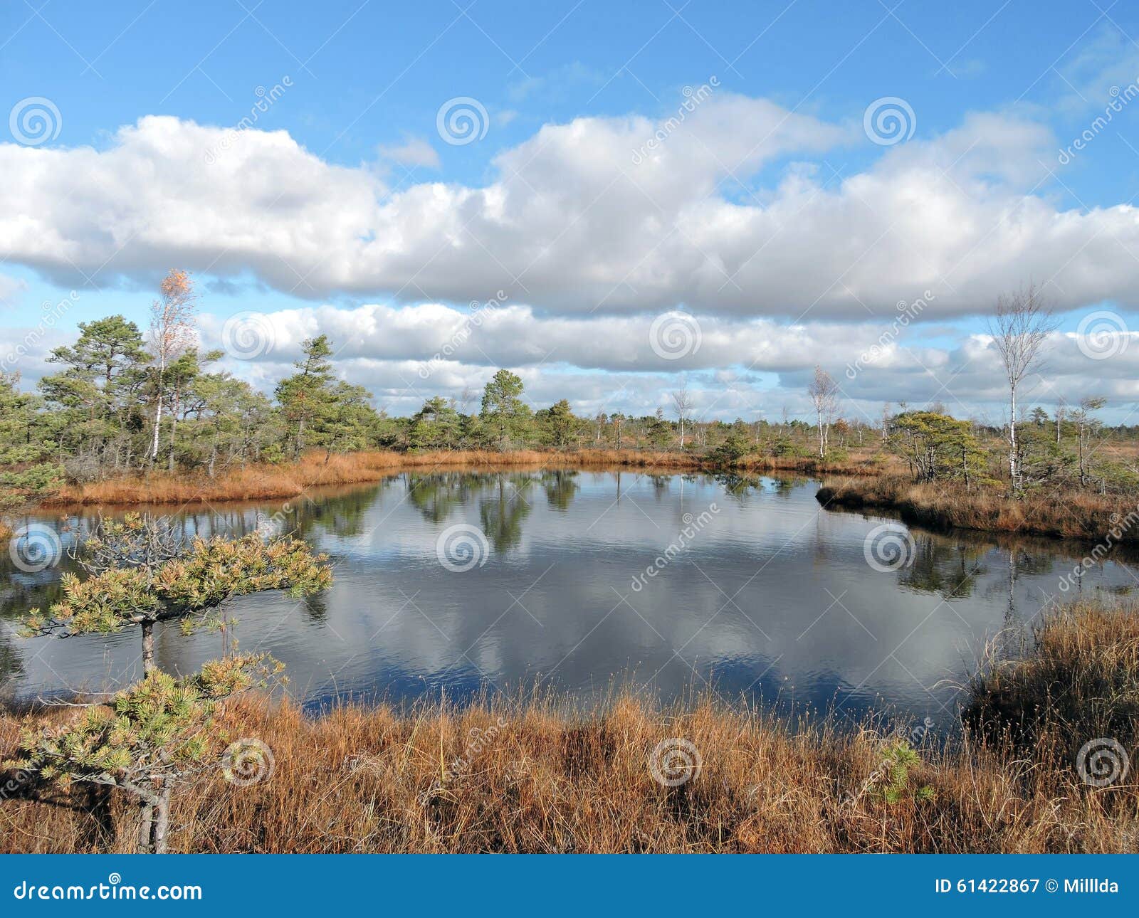 Little lake in moor stock image. Image of little, white - 61422867