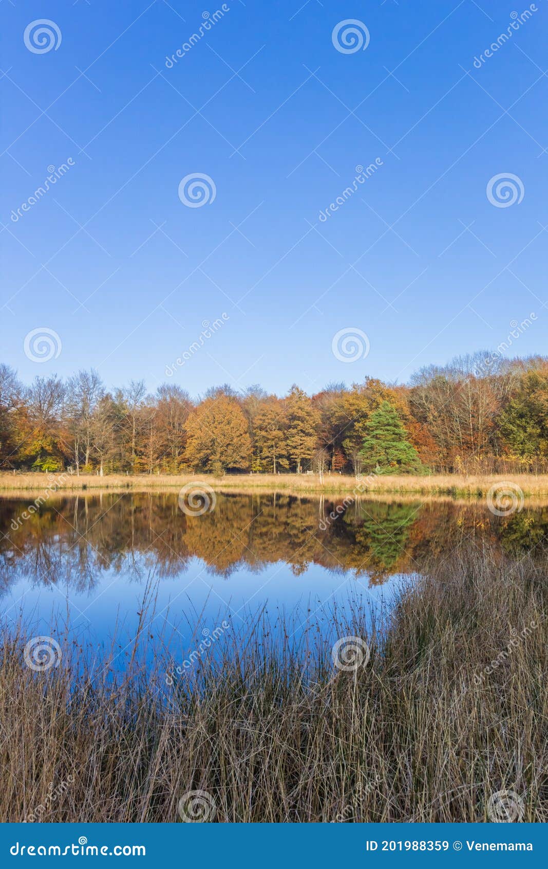 Little Lake in the Nature Preserve of Borger Stock Image - Image of ...