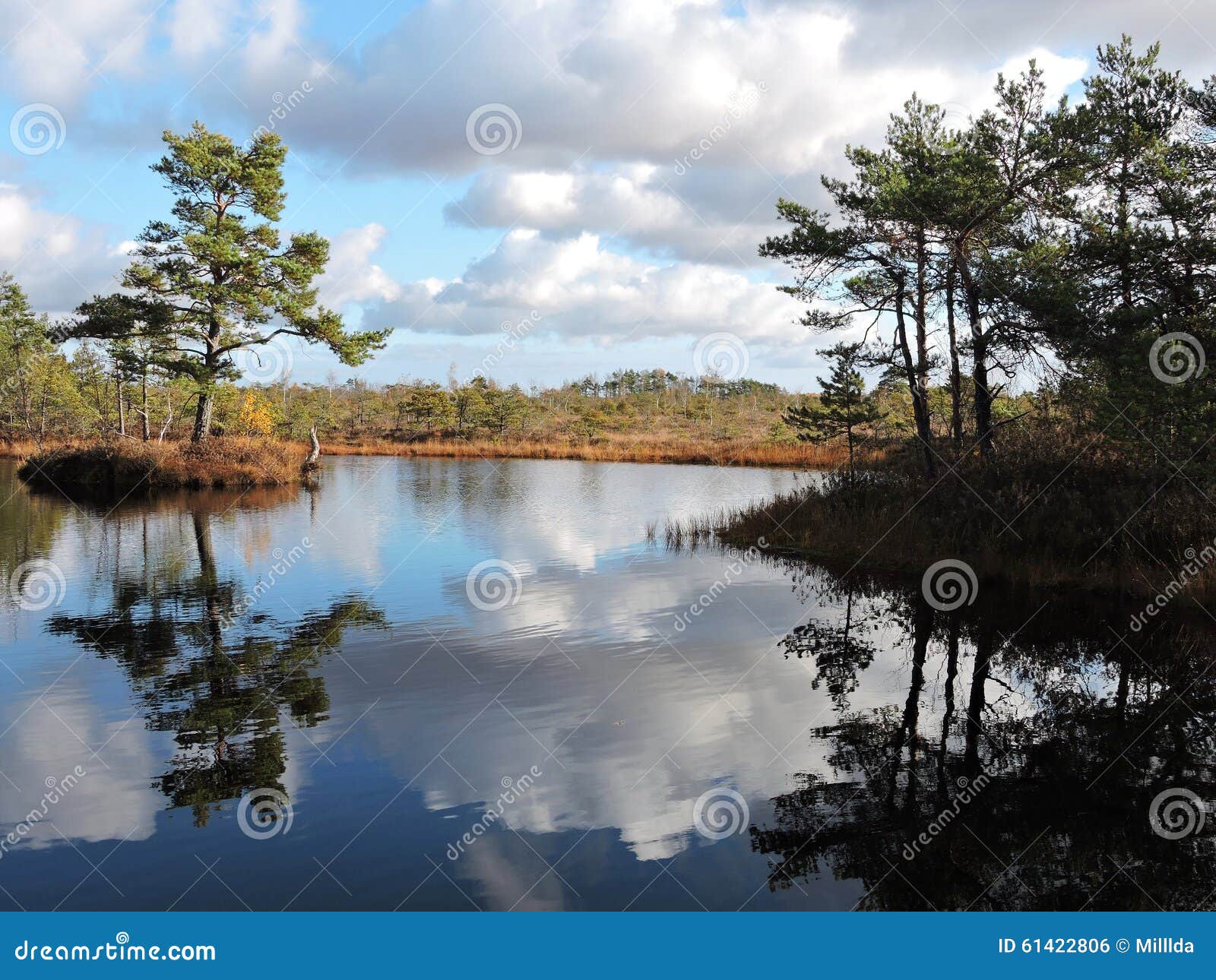 Little lake in swamp stock photo. Image of cloudy, forest - 61422806