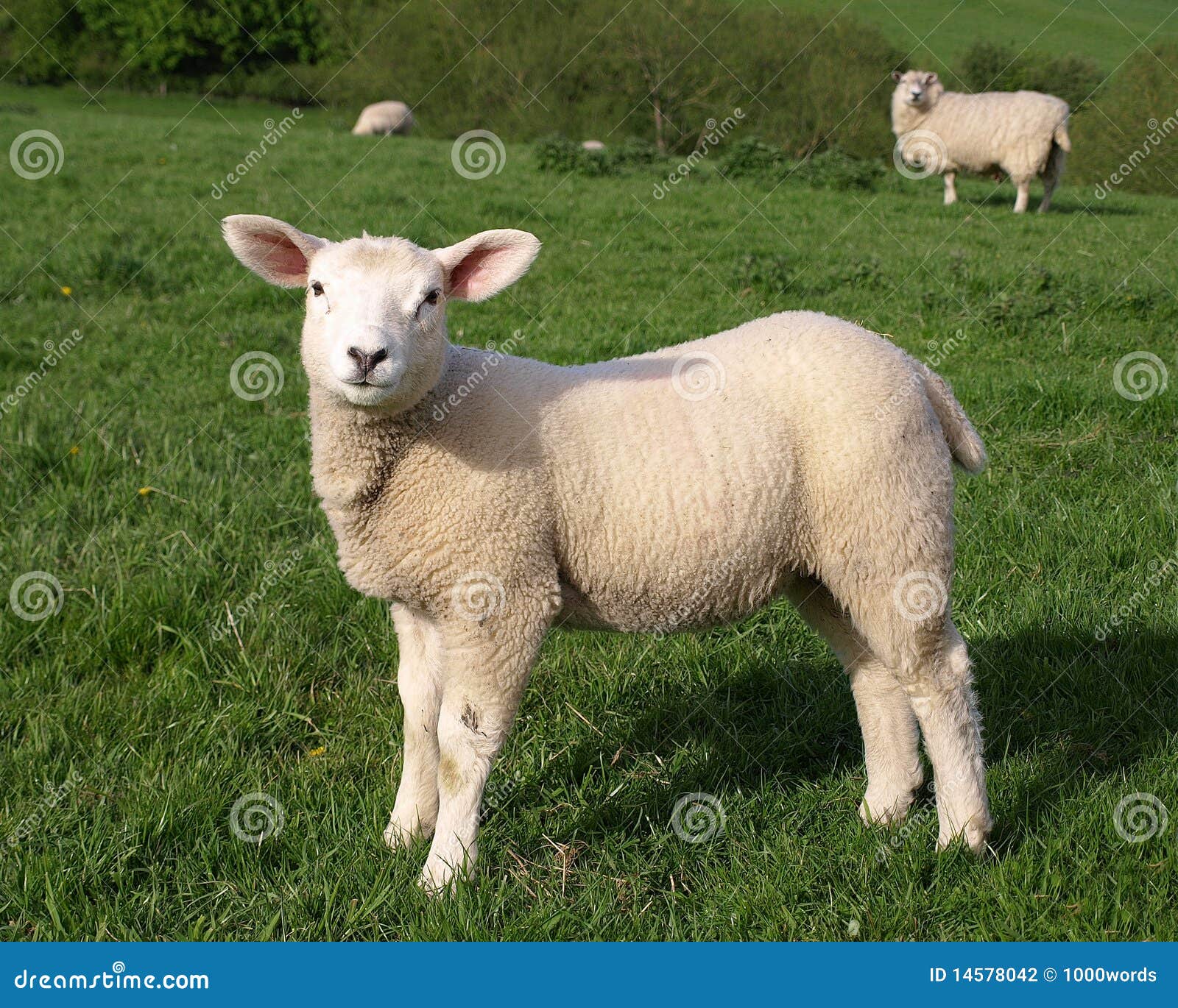 Little Lamb stock photo. Image of curious, farmland, friendly - 14578042