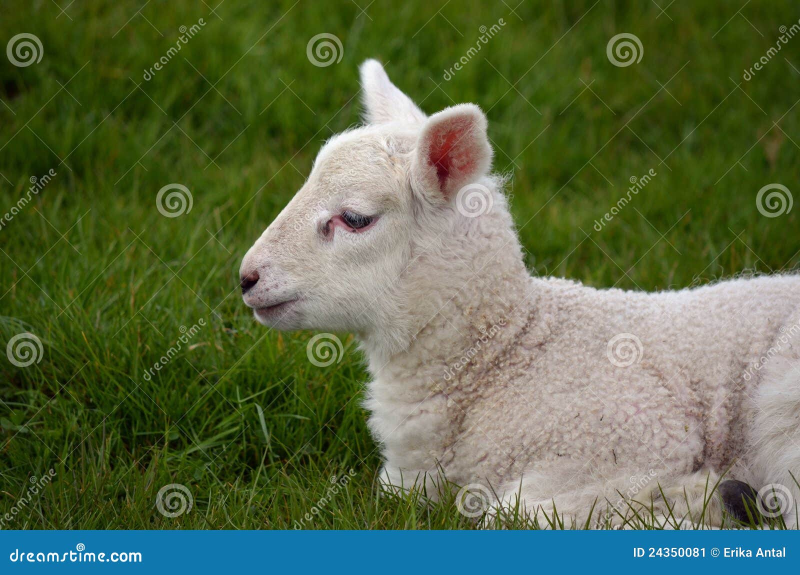Little lamb stock image. Image of sheep, grass, rest - 24350081