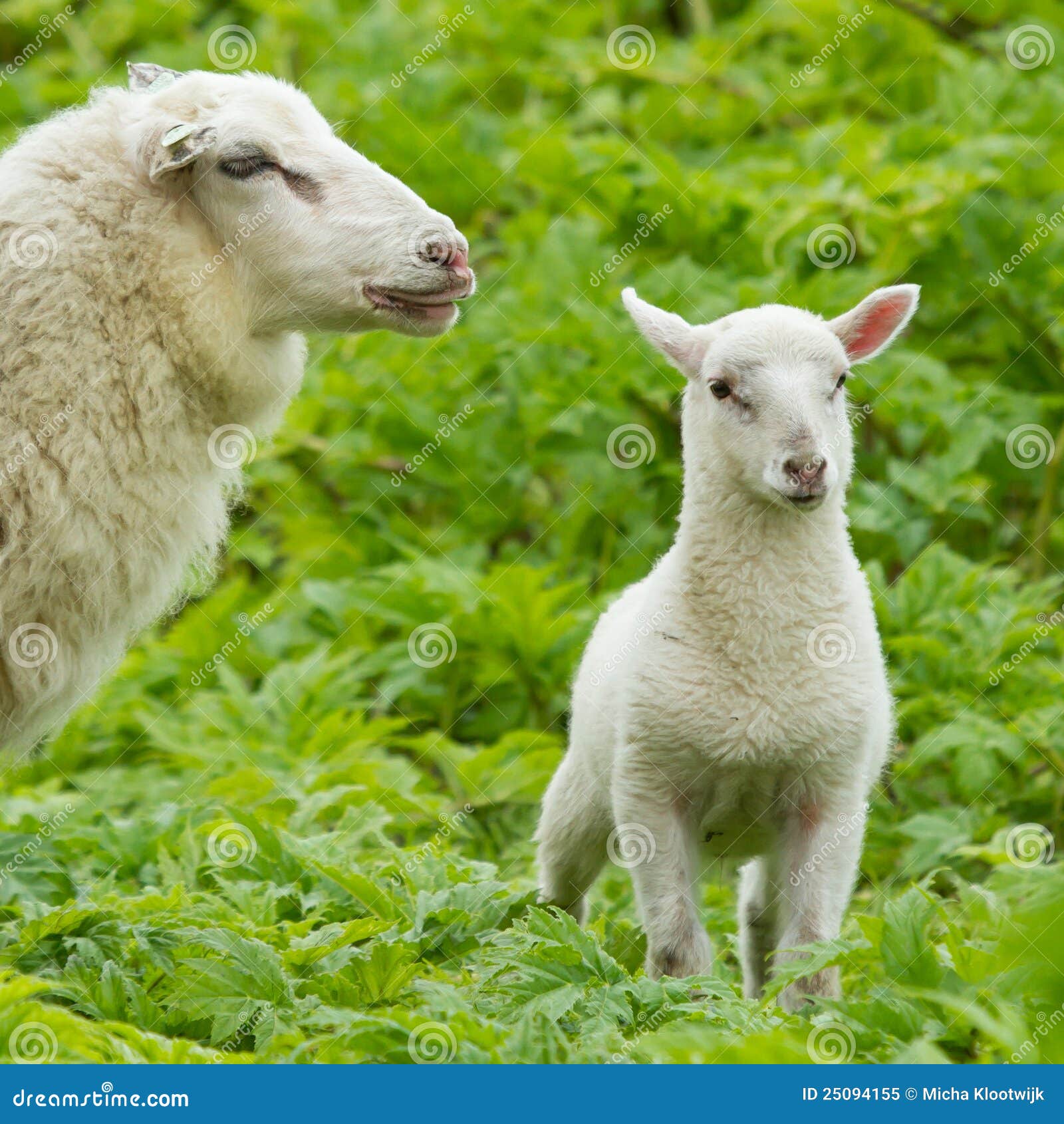 Little lamb stock image. Image of babe, nature, innocent - 25094155
