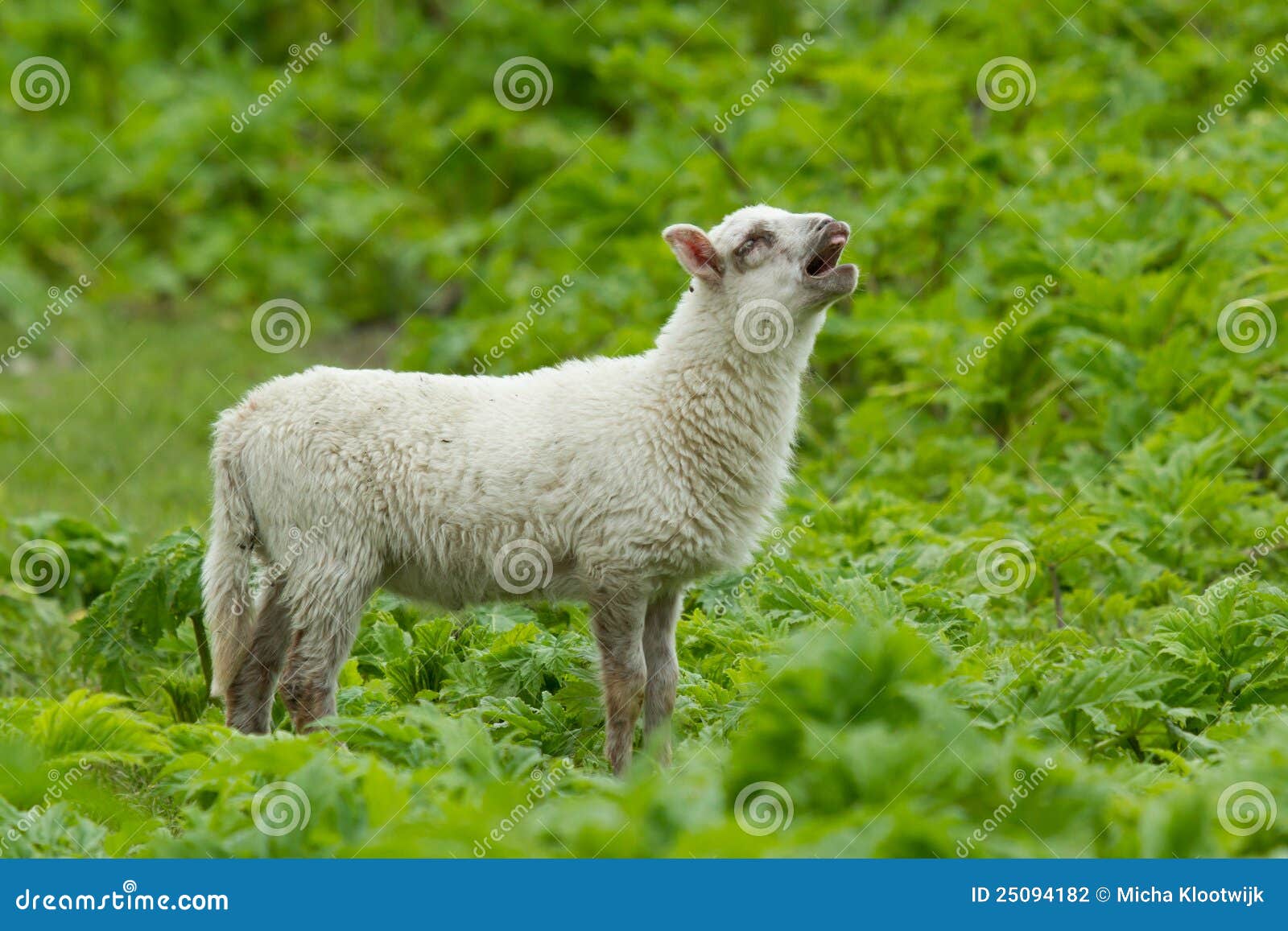 Little lamb stock photo. Image of offspring, little, natural - 25094182