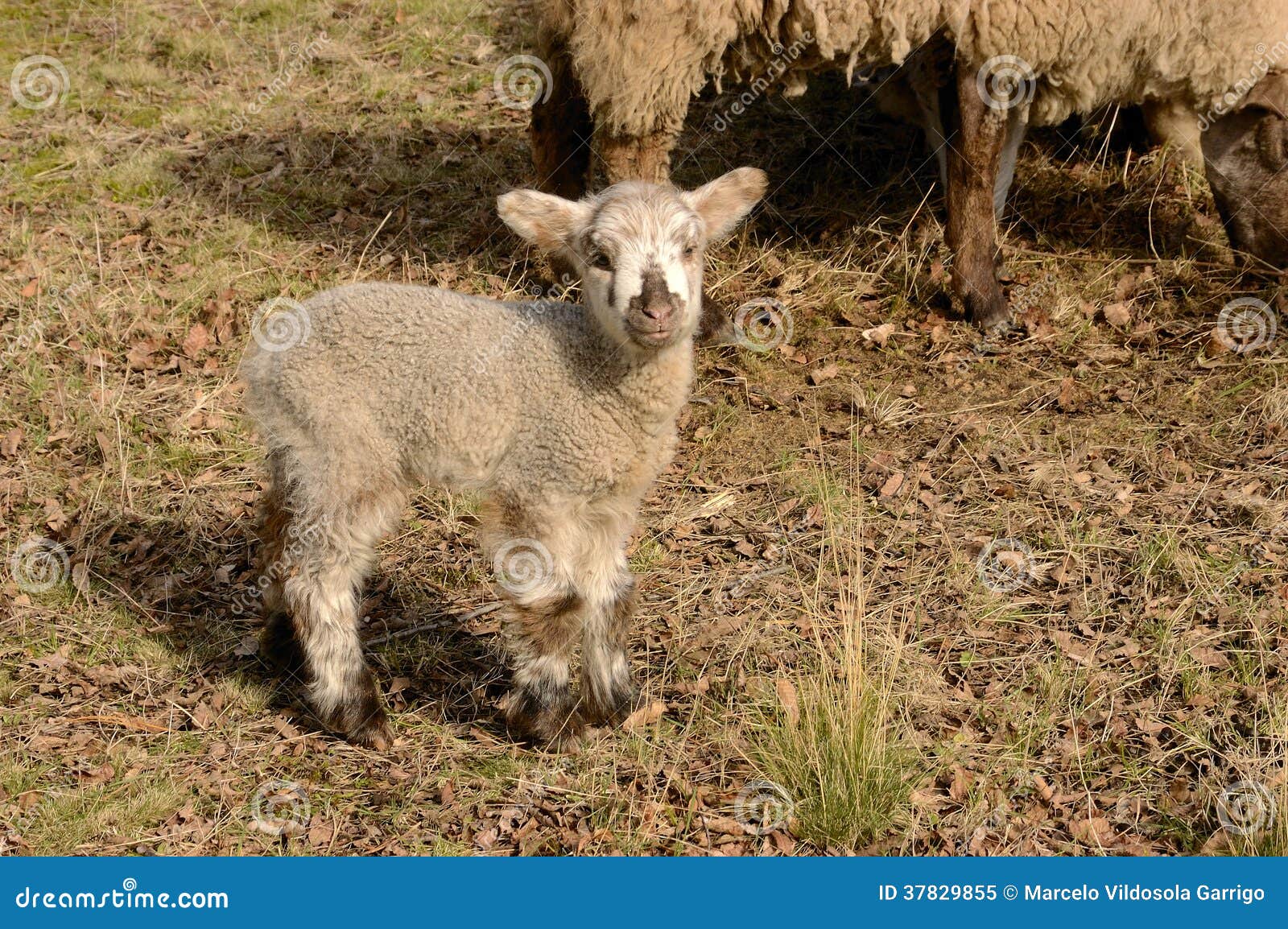 Little Lamb stock image. Image of sheep, young, mammal - 37829855