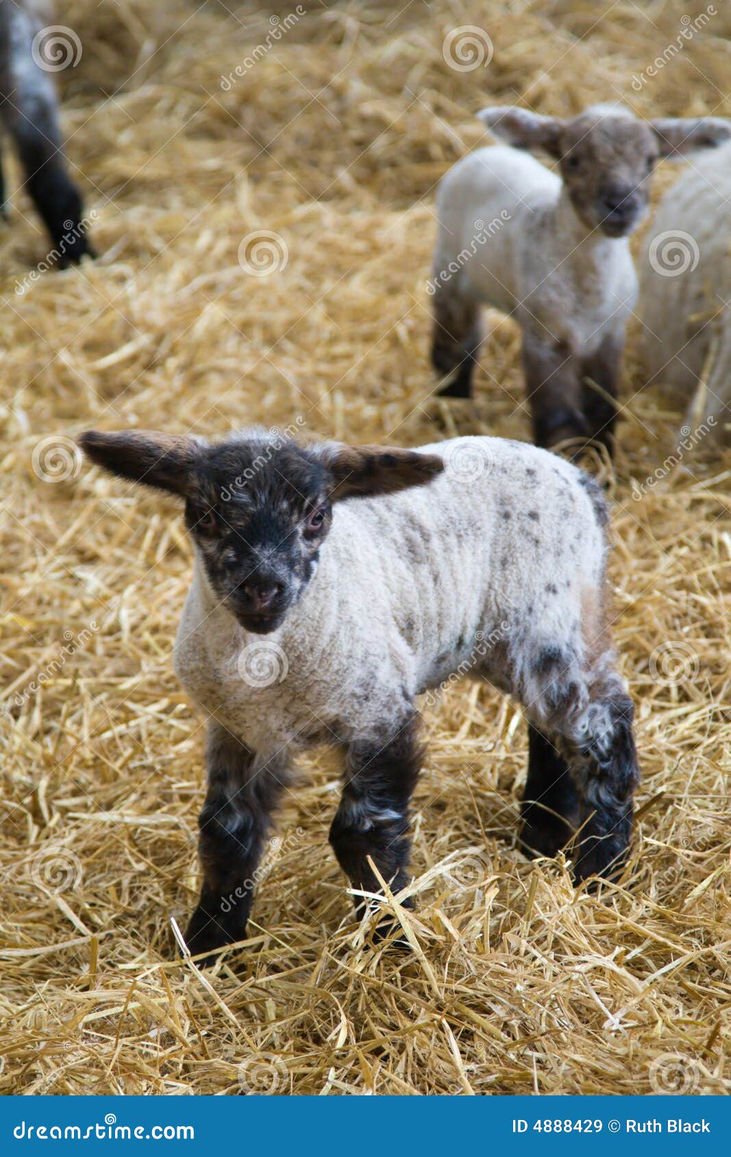Little lamb stock image. Image of baby, farm, mammal, black - 4888429