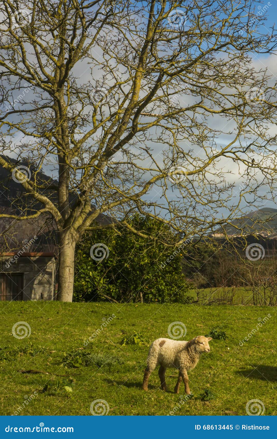 Little lamb alone stock image. Image of spring, livestock - 68613445