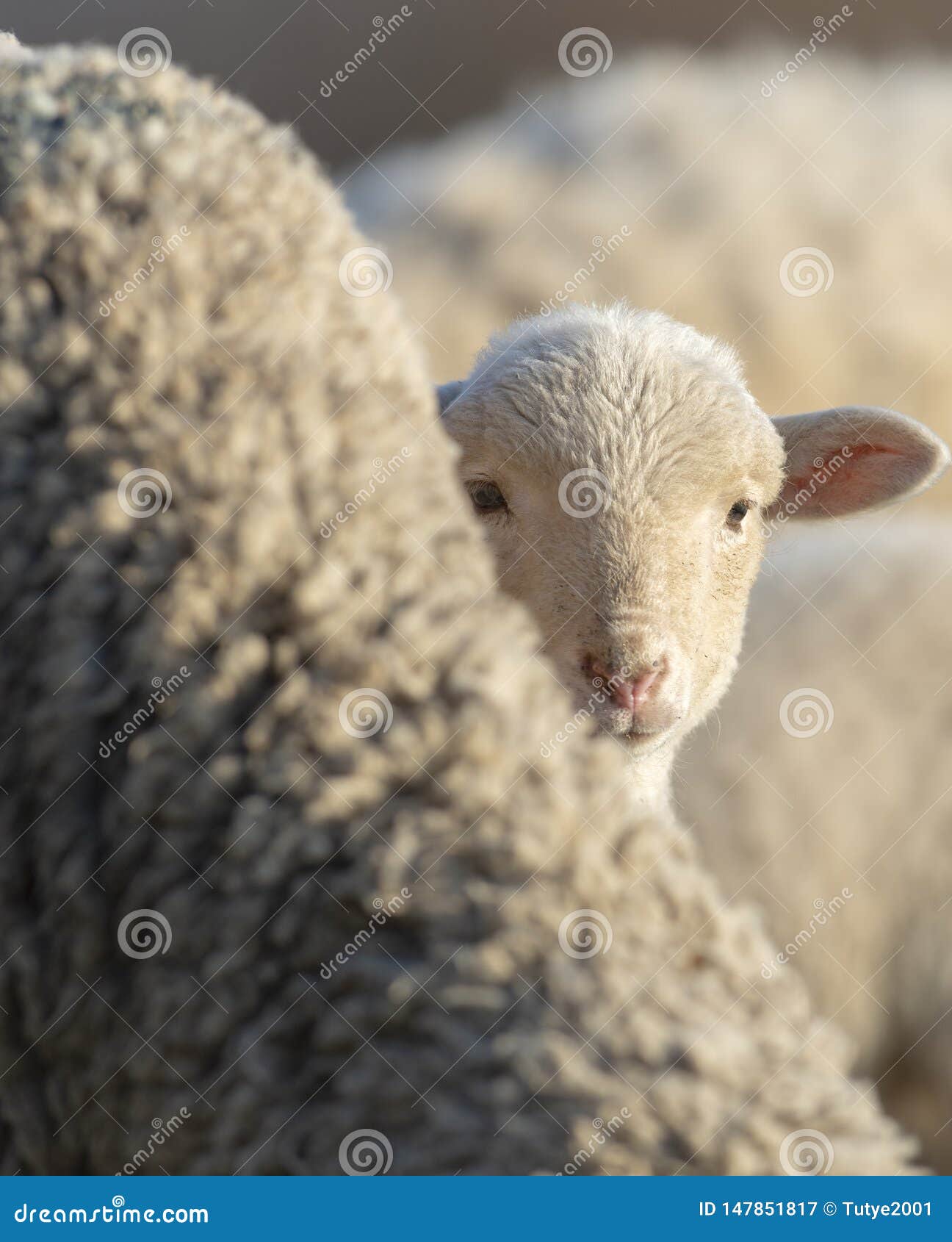 Little Lamb Curious and Scared Hiding Behind Her Mother Stock Image ...