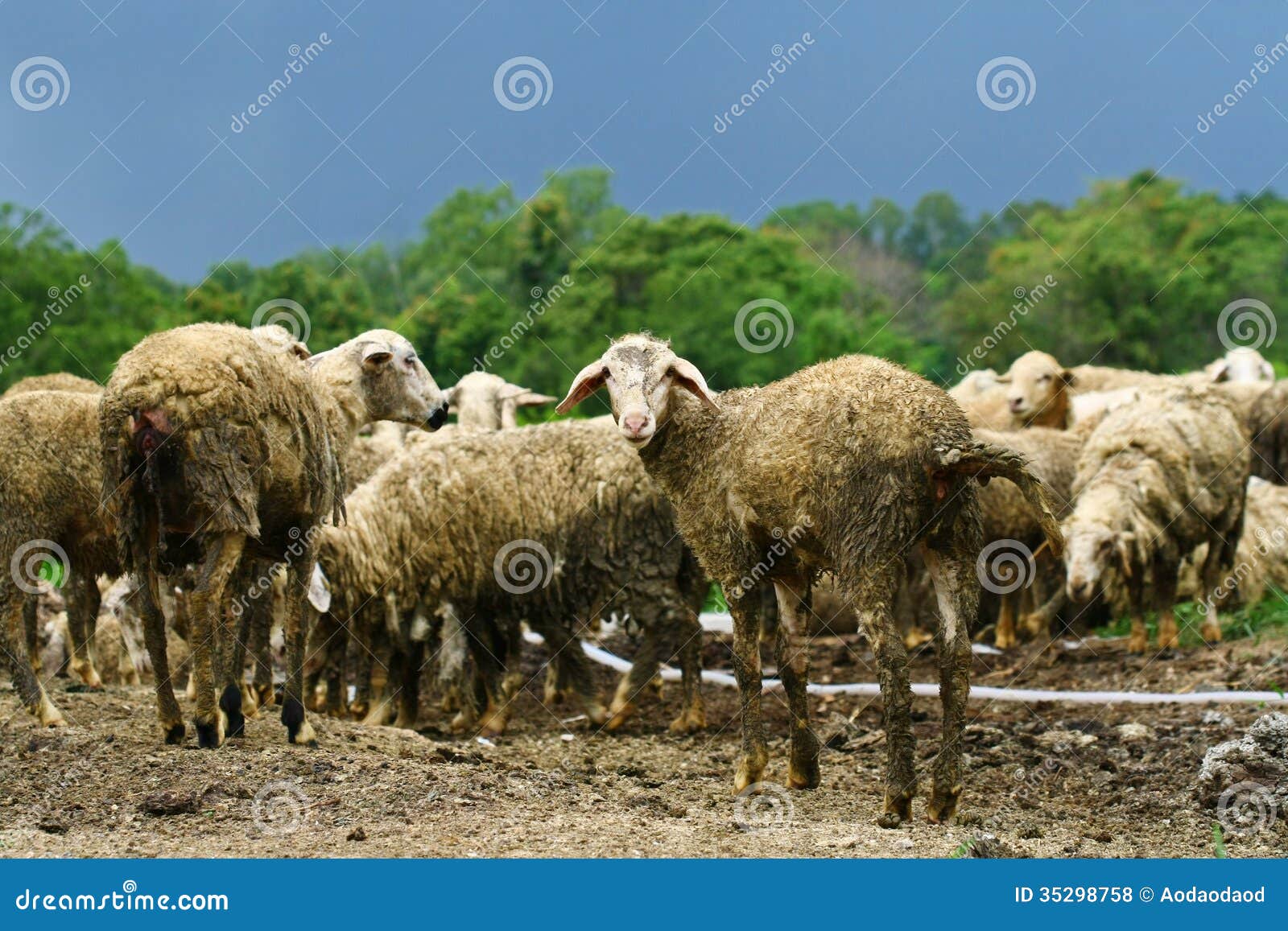 Little lamb stock photo. Image of mountain, chiang, destination - 35298758