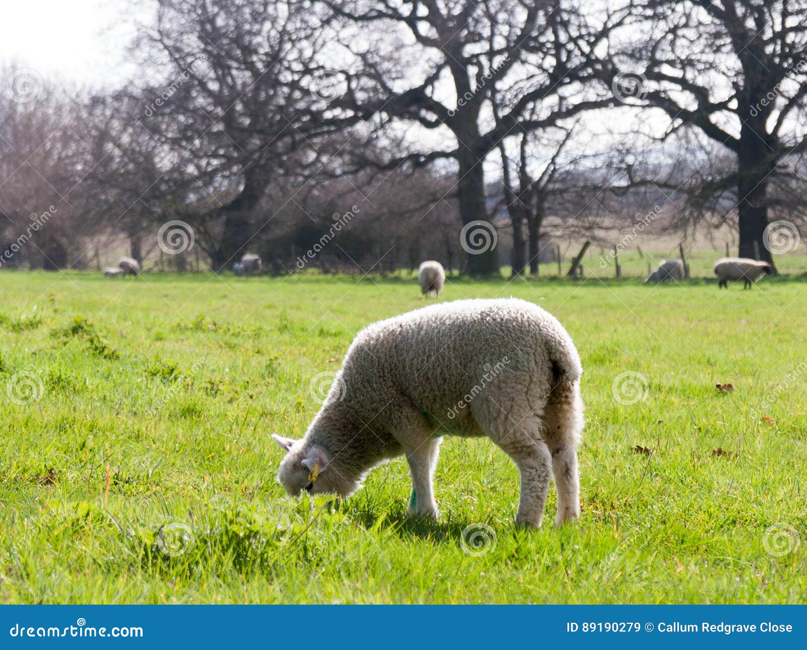 Little Lamb Grazing on the Grass Stock Image - Image of glorious ...